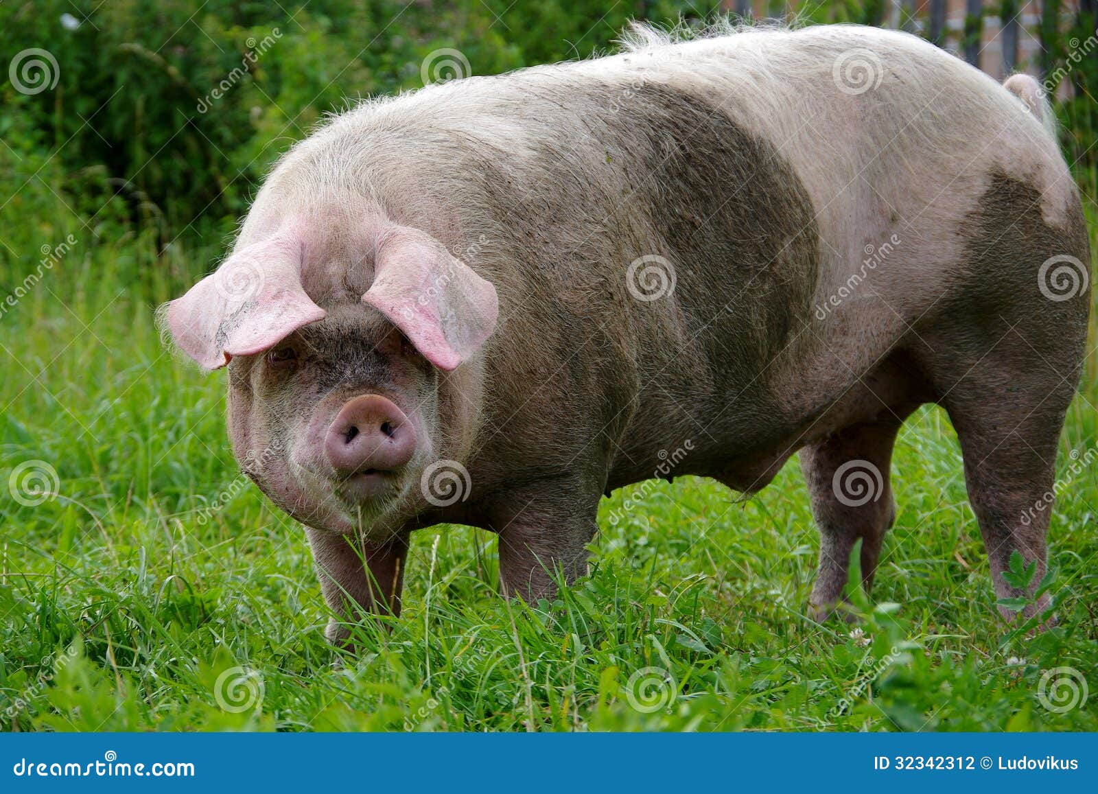 Verrat de porc photo stock. Image du expression, étable - 32342312