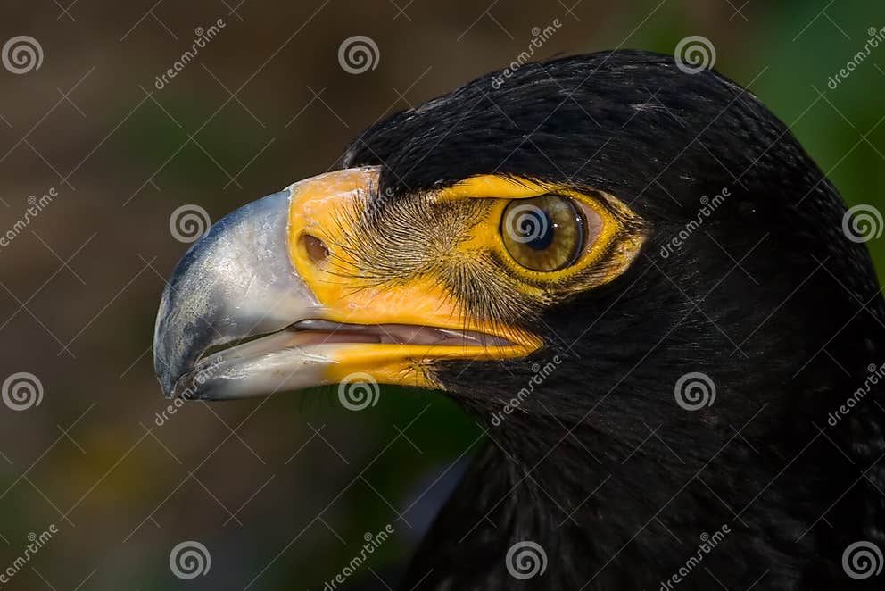 Verreaux s Eagle stock image. Image of nature, wilderness - 11270281