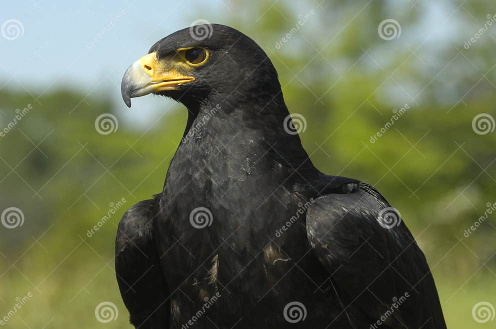 Verreaux s eagle stock image. Image of eagle, black, wildlife - 18988873