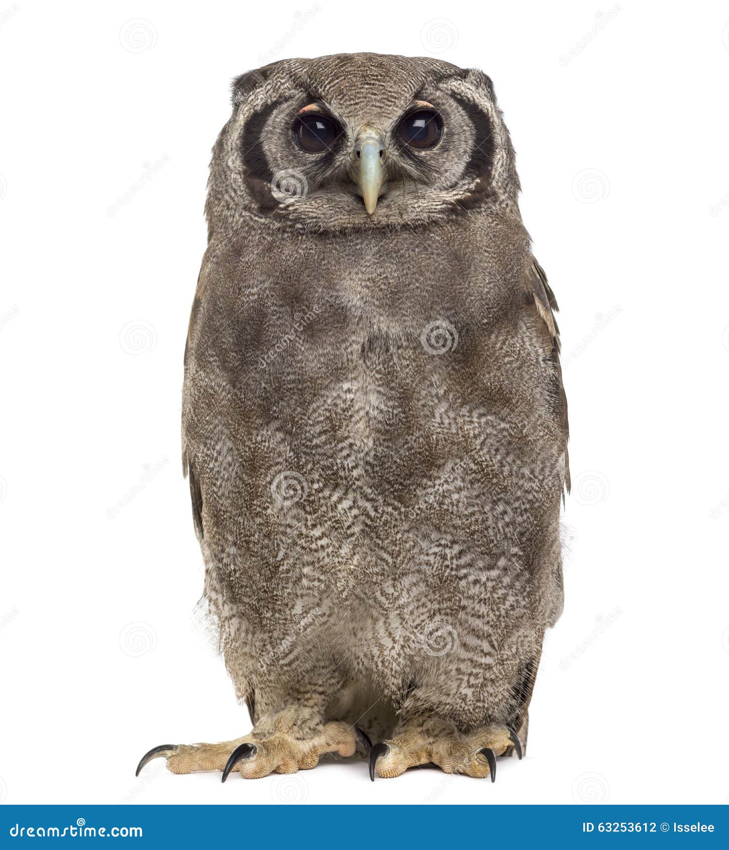 Bubo Lacteus, Also Known As Giant Or Milky Eagle Owl Royalty-Free Stock ...
