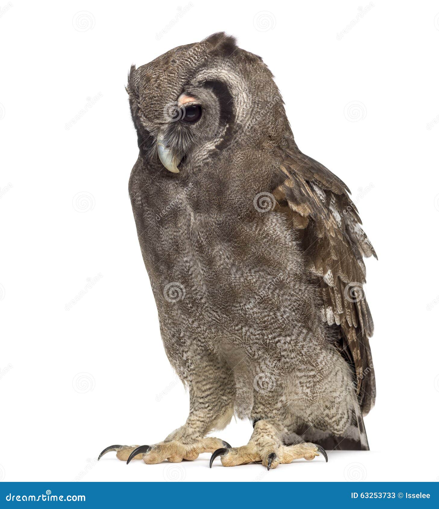 Bubo Lacteus, Also Known As Giant Or Milky Eagle Owl Royalty-Free Stock ...