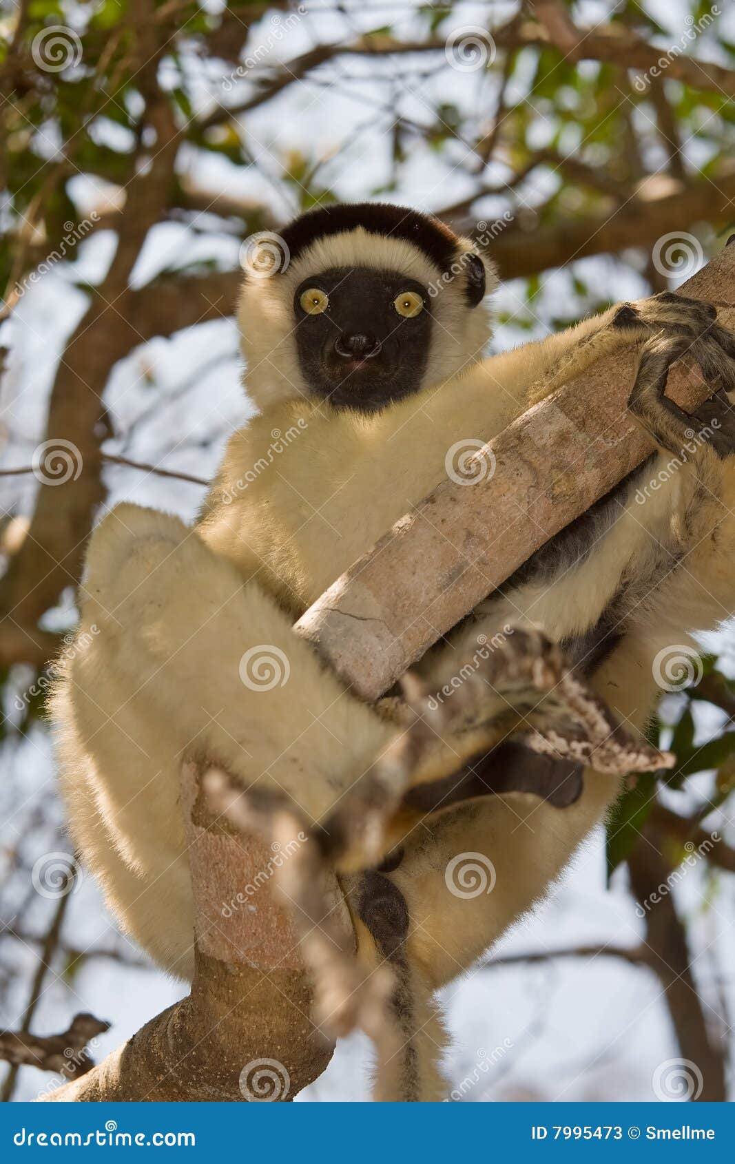Verreaux s Sifaka stock image. Image of propithecus, wildlife - 7995473
