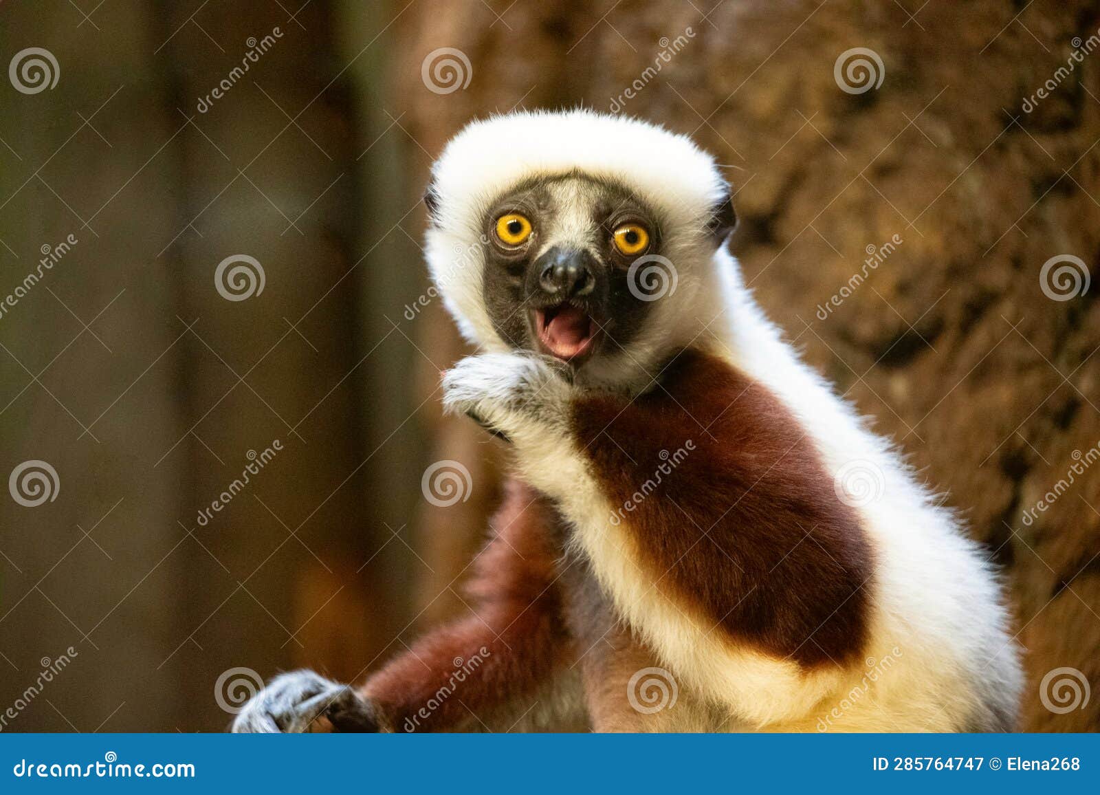Verreaux S Sifaka White Looking at Camera Stock Image - Image of wild ...