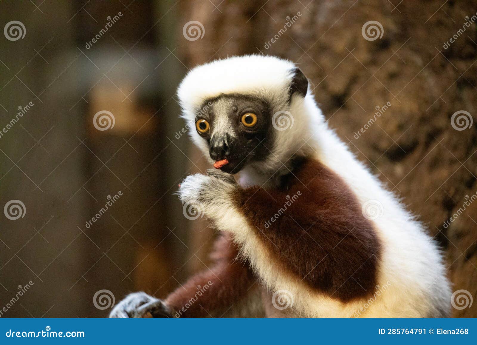 Verreaux S Sifaka White Looking at Camera Stock Image - Image of ...