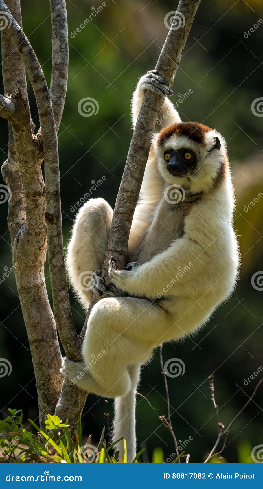 Verreaux Sifaka in Madagascar Stock Photo - Image of white, propithecus ...