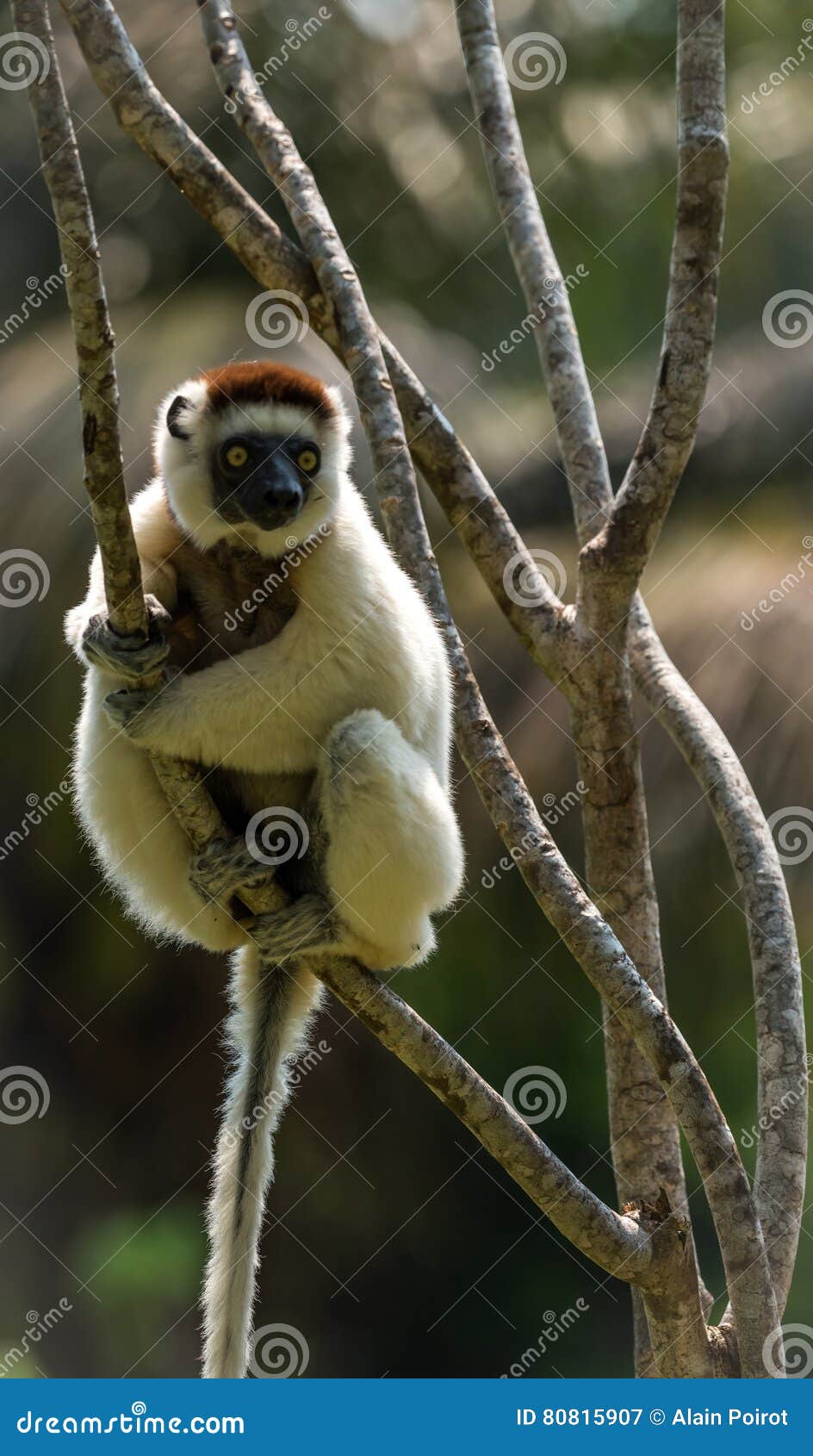 Verreaux Sifaka in Madagascar Stock Image - Image of white, moving ...