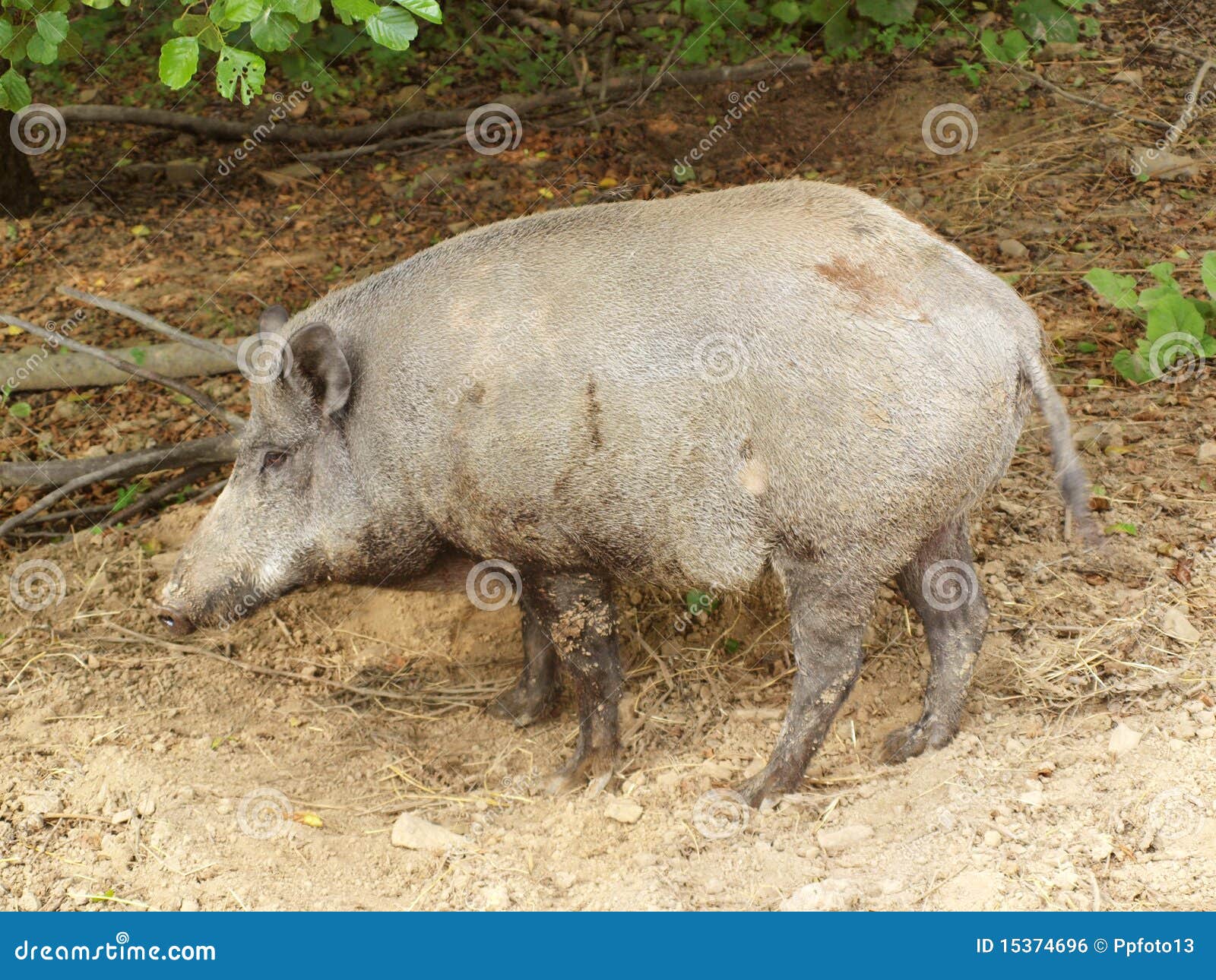 Verro fotografia stock. Immagine di cerchi, timore, foresta - 15374696