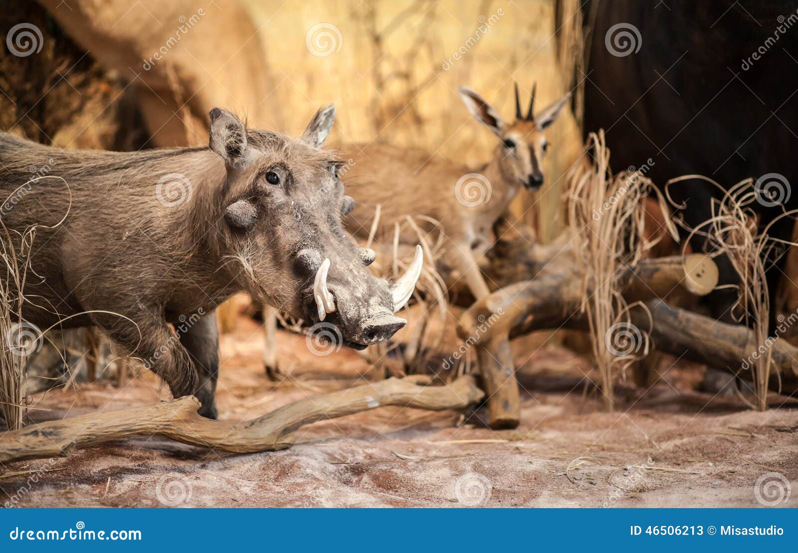 Verro immagine stock. Immagine di onnivori, alberi, isolato - 46506213