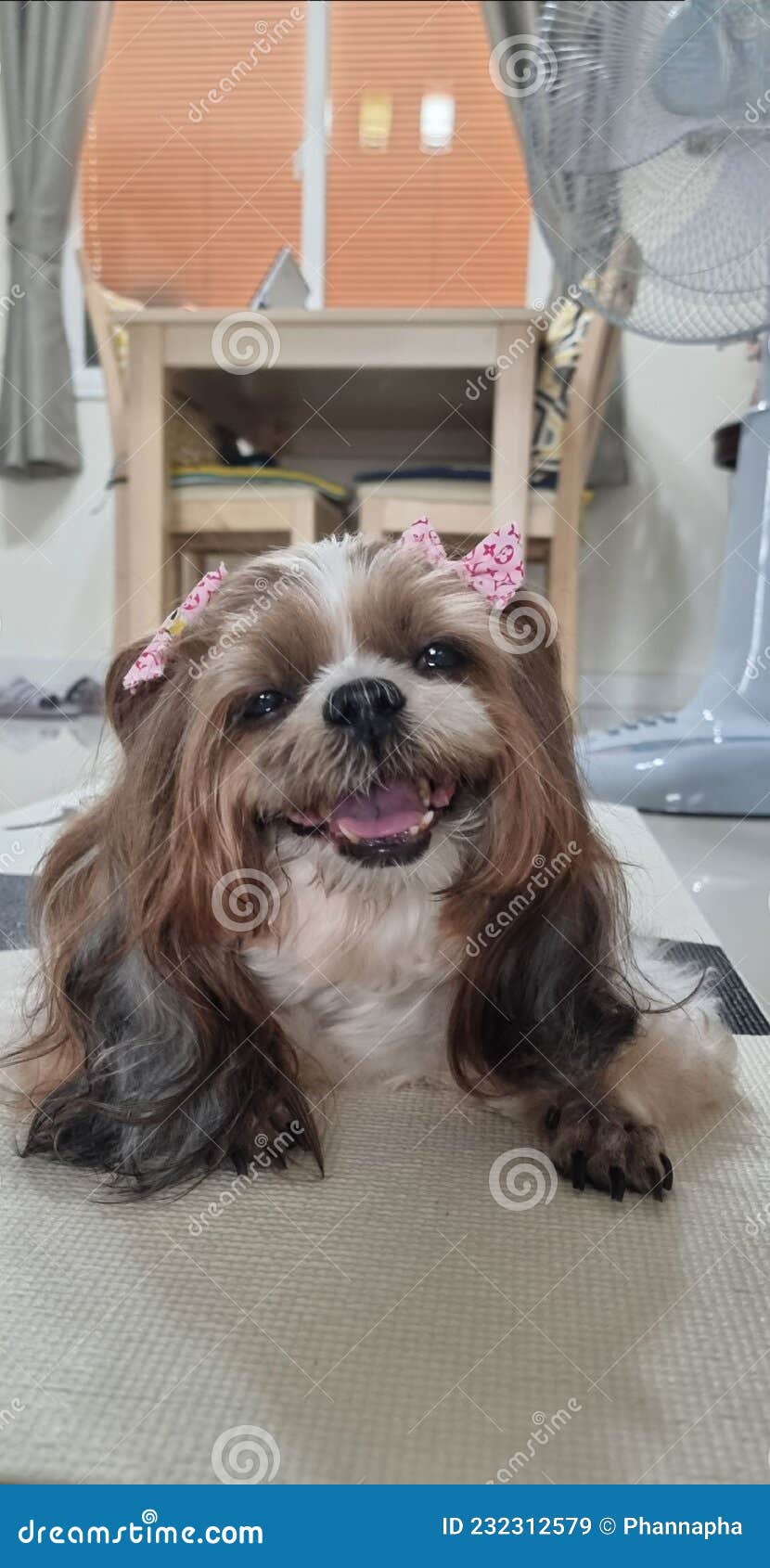 Verry cute dog. stock image. Image of cute, animal, terrier - 232312579