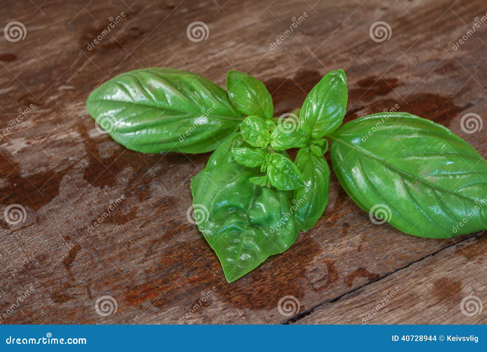 Vers basilicum stock foto. Image of groen, vers, hout - 40728944