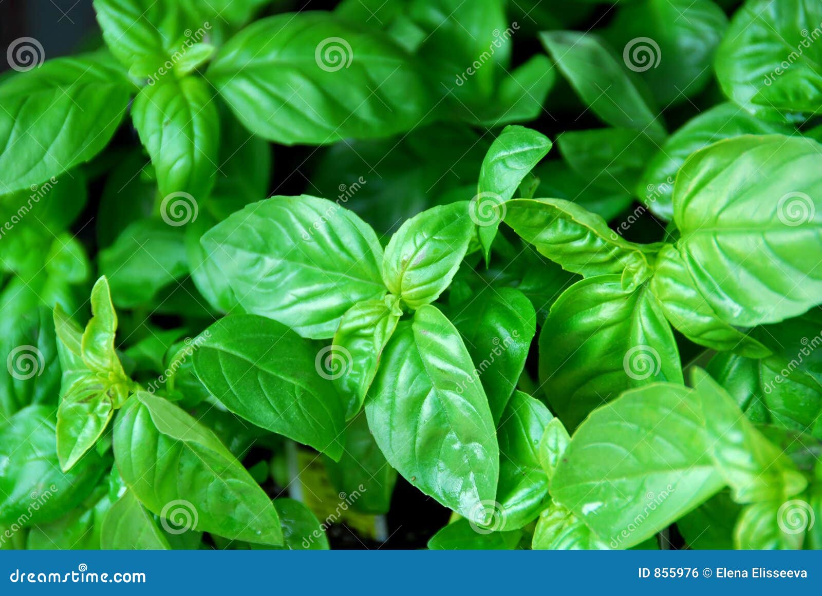 Vers basilicum stock foto. Image of installatie, textuur - 855976