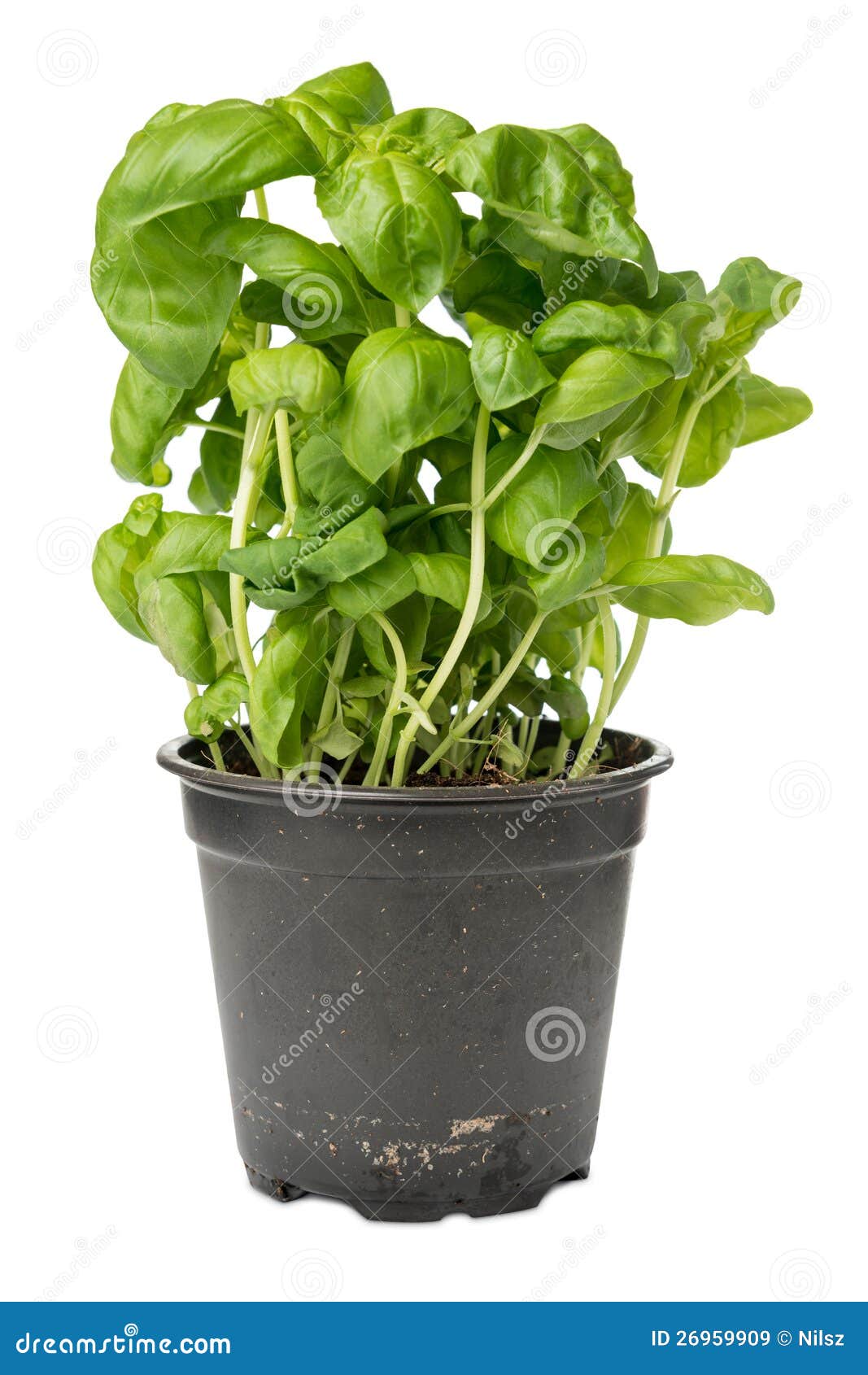 Vers basilicum in pot stock afbeelding. Image of blad - 26959909