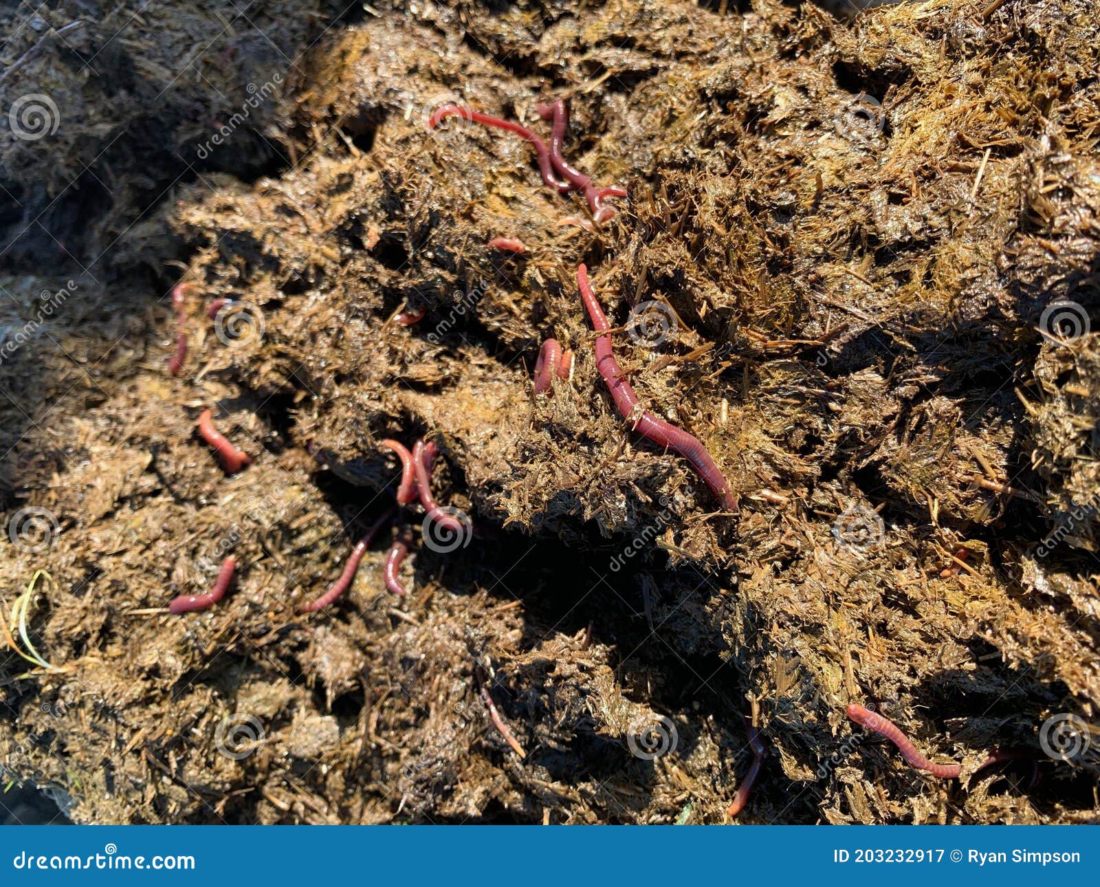 Vers dans les engrais image stock. Image du contaminants - 203232917