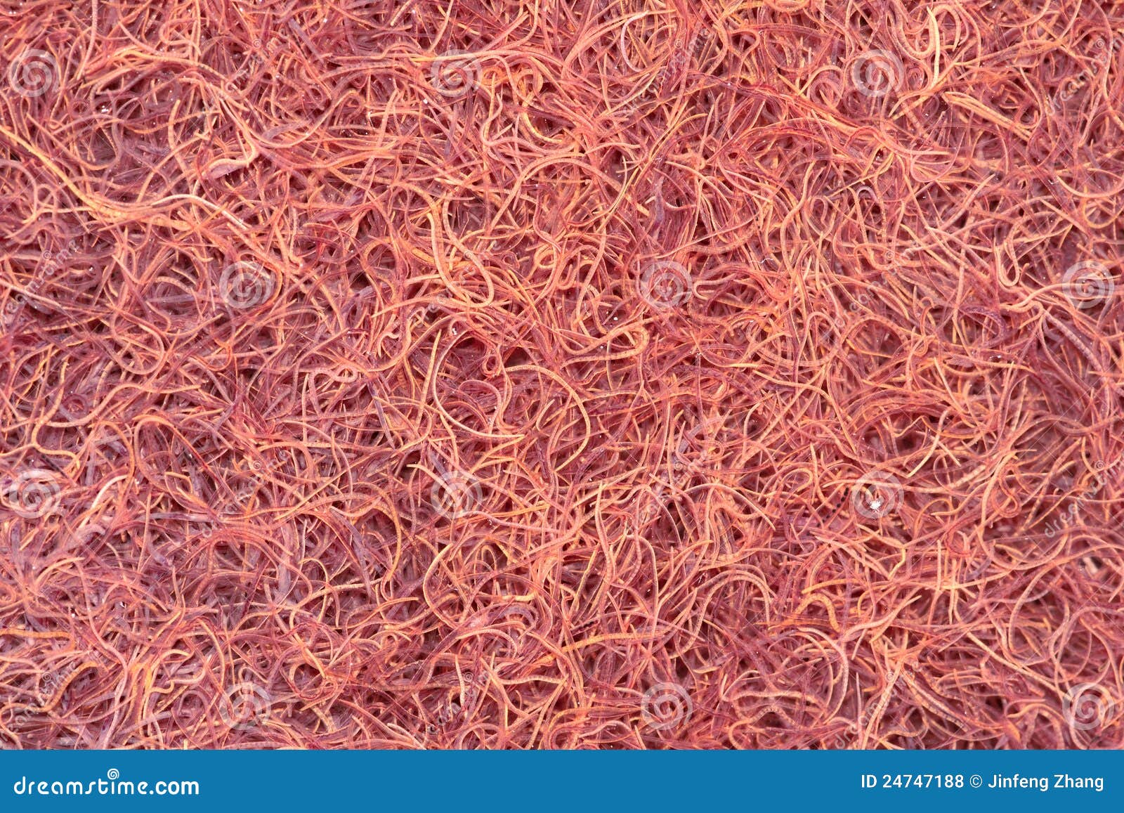 Vers de terre de poissons photo stock. Image du poissons - 24747188