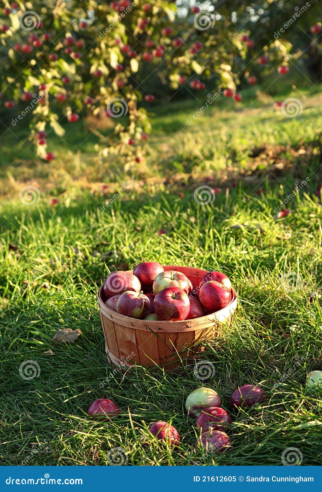 Vers Geplukte Appelen in De Boomgaard Stock Afbeelding - Image of oogst ...