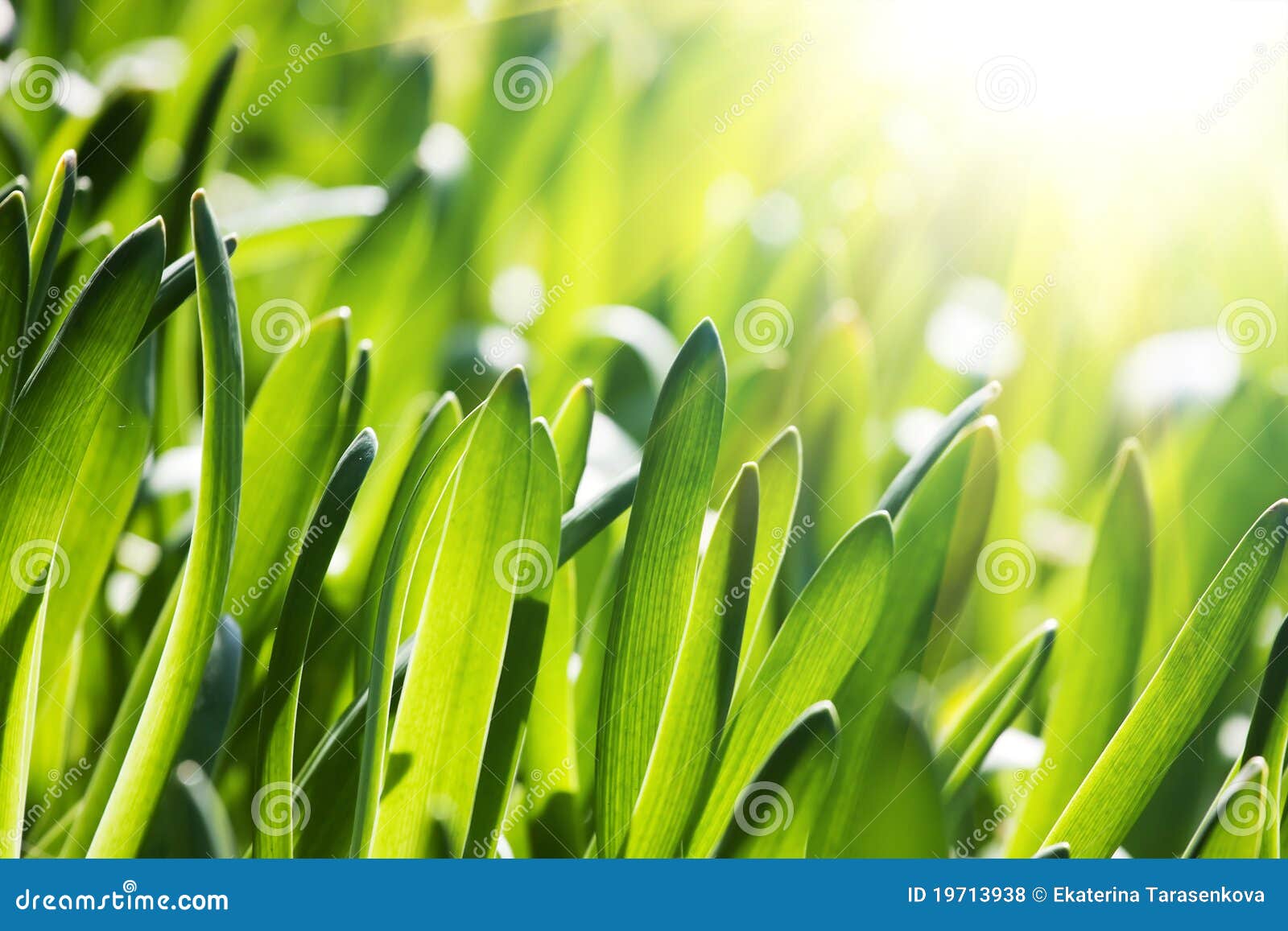 Vers groen gras stock foto. Image of plantkunde, gebied - 19713938