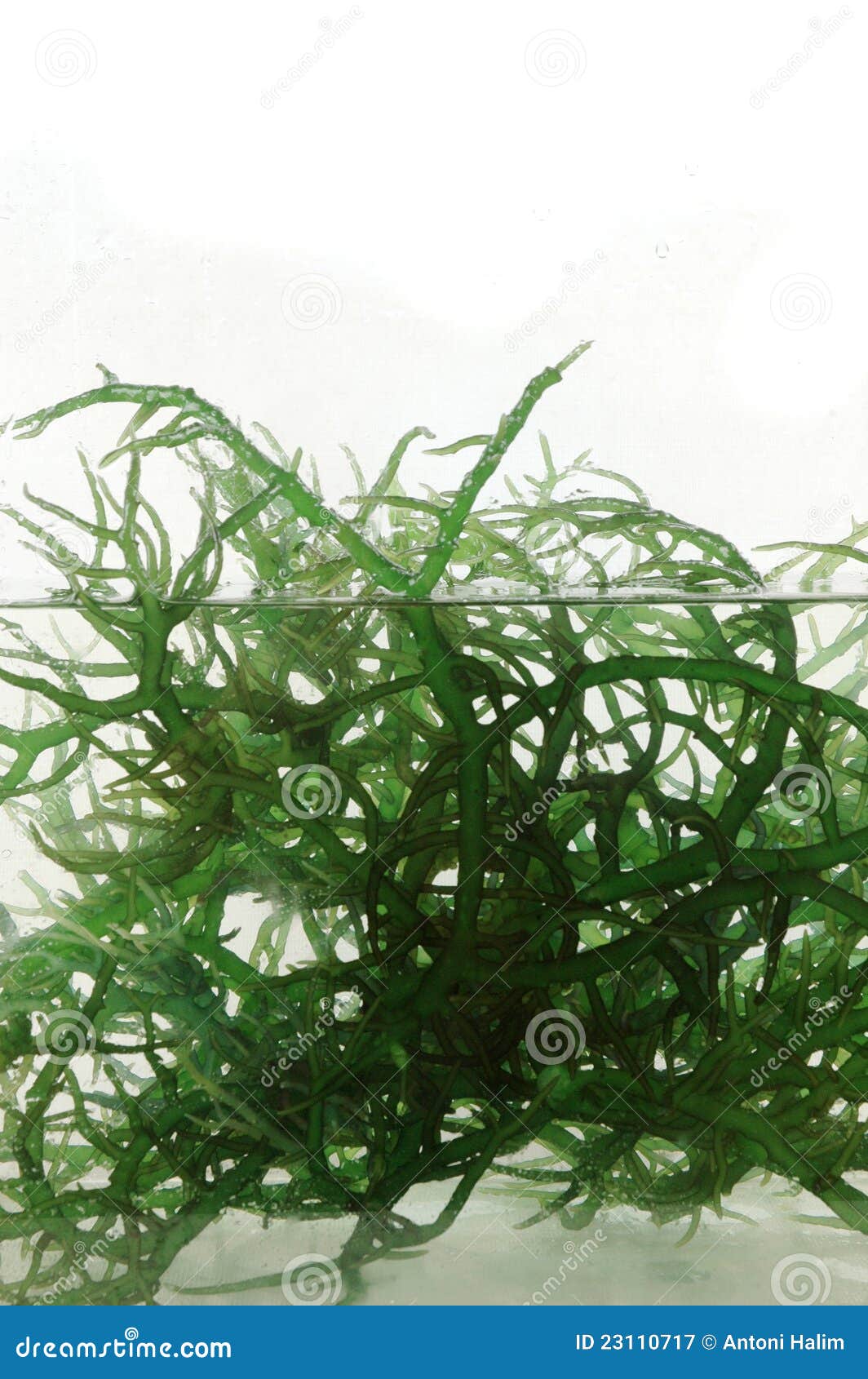 Vers Groen Zeewier in Het Water Stock Afbeelding - Image of diner ...