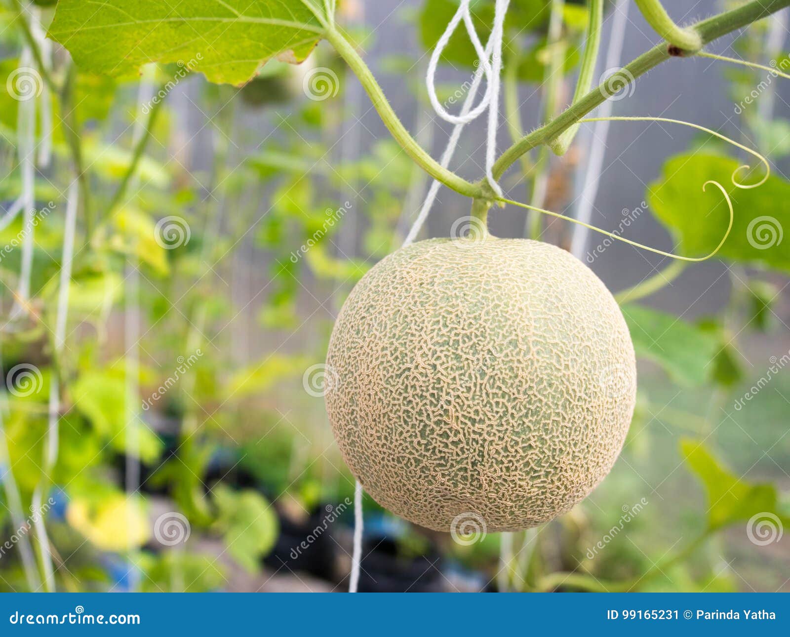 Vers Japans Groen Meloenfruit in Landbouwbedrijf Stock Afbeelding ...