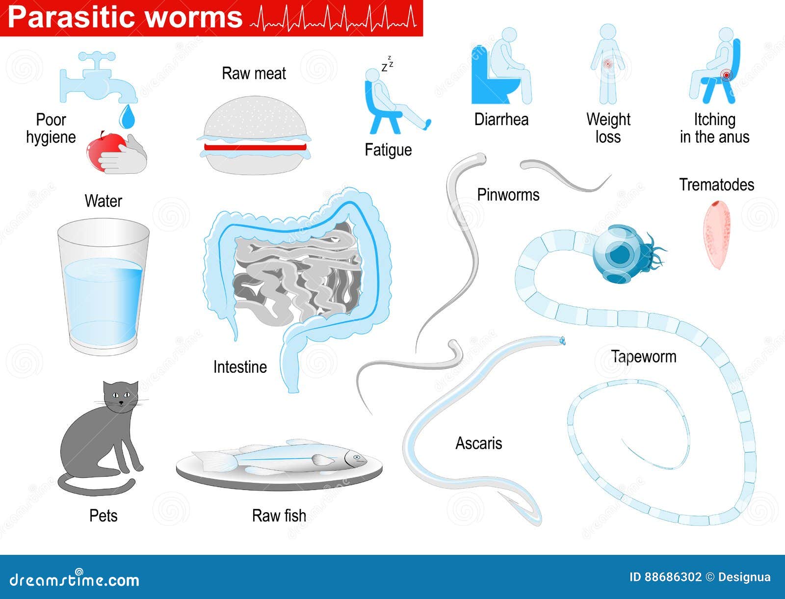 Vers Parasites Ensemble Médical D'Infographic Illustration de Vecteur ...