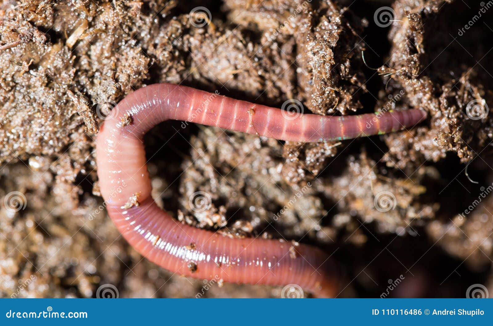 Vers Rouges Dans Le Macro De Compost Photo stock - Image du earthworm ...