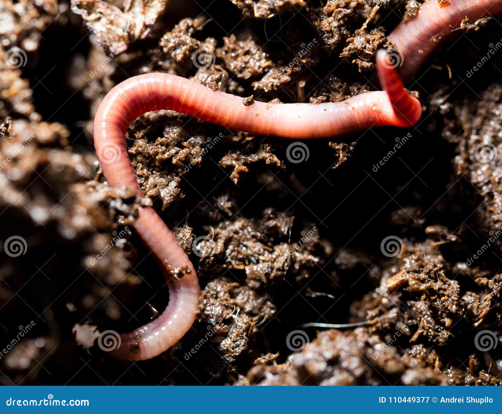 Vers Rouges Dans Le Macro De Compost Image stock - Image du tigre ...