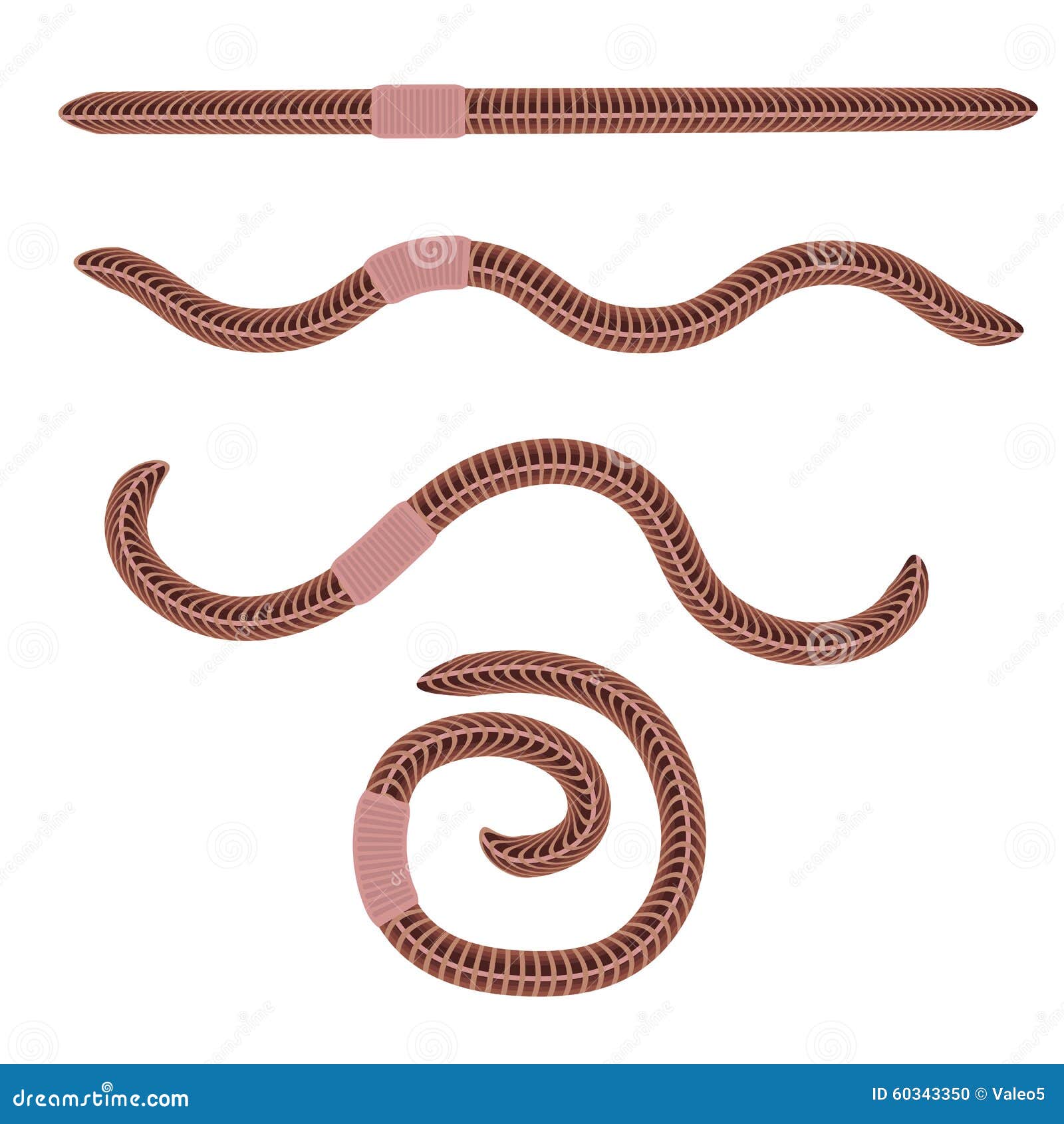 Vers Rouges De La Terre Animale Illustration de Vecteur - Illustration ...