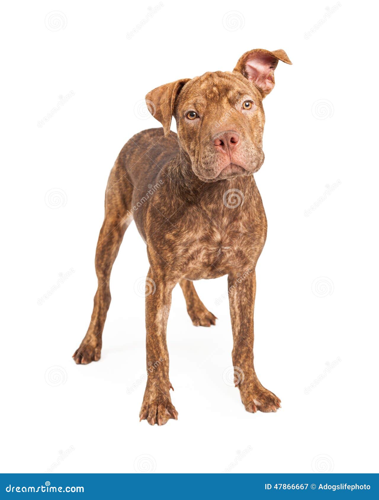 Versa - Toro Mix-1386 Del Sharpei-pozzo Immagine Stock - Immagine di ...