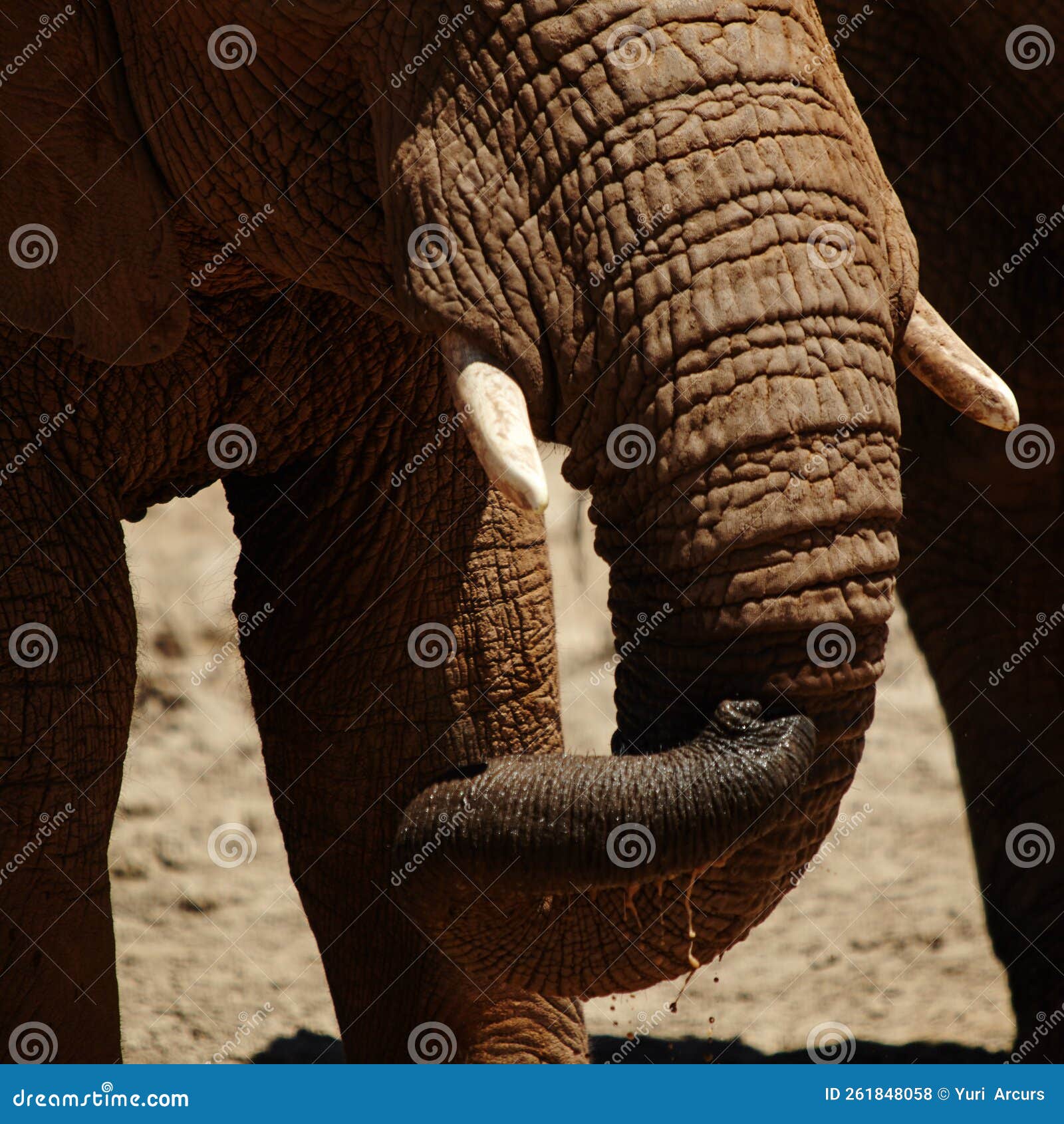 The Versatile Elephant Trunk. Elephants on the Plains of Africa. Stock ...