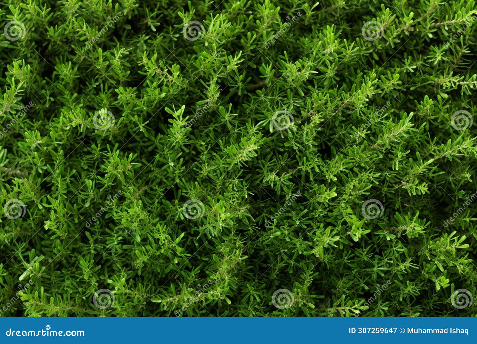 Versatile Green Background Abstract Top View of Textured Grass Backdrop ...