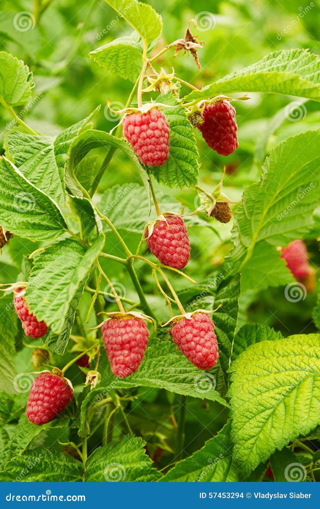 Verscheidene Het Rijpe Rode Frambozen Groeien Stock Foto - Image of ...