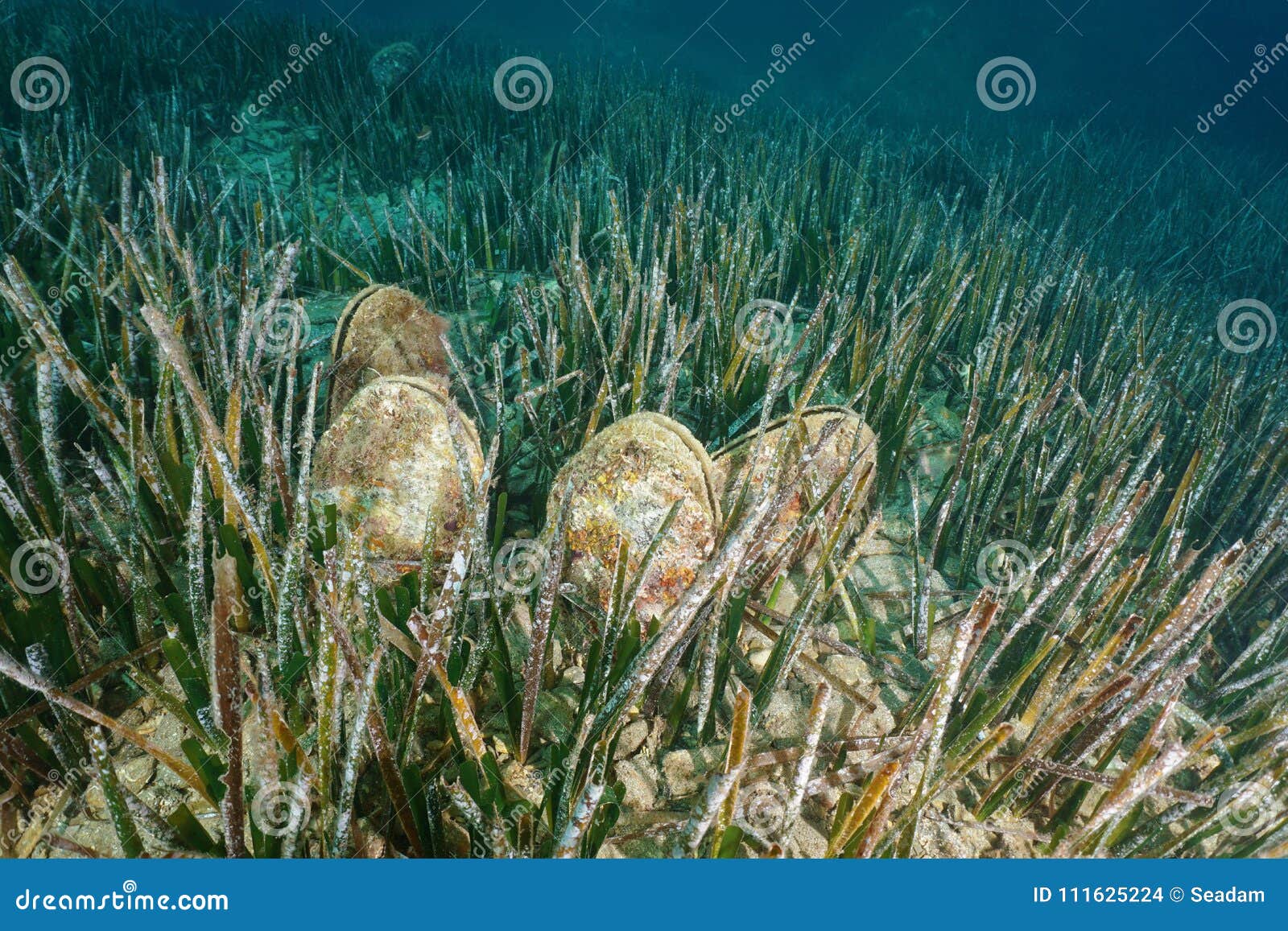 Verscheidene Shell Van De Weekdieren Edele Pen Onderwateroverzees Stock ...