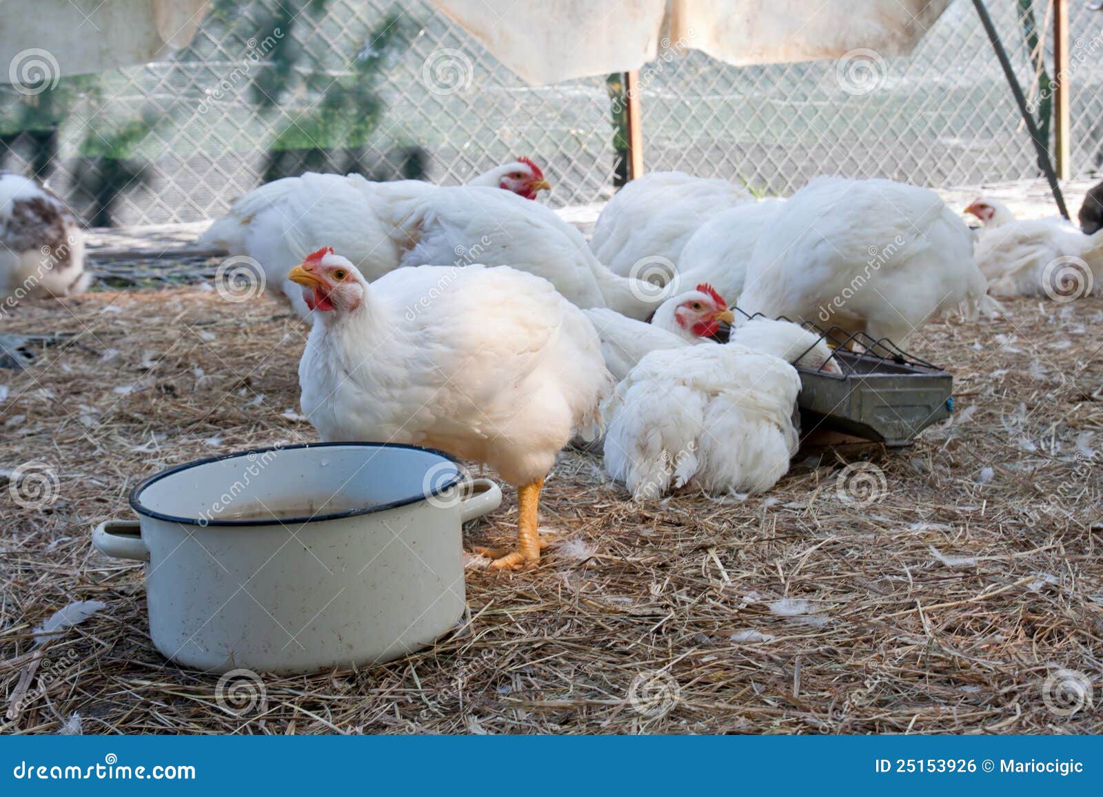 Verscheidene witte kippen stock foto. Image of veer, landbouw - 25153926