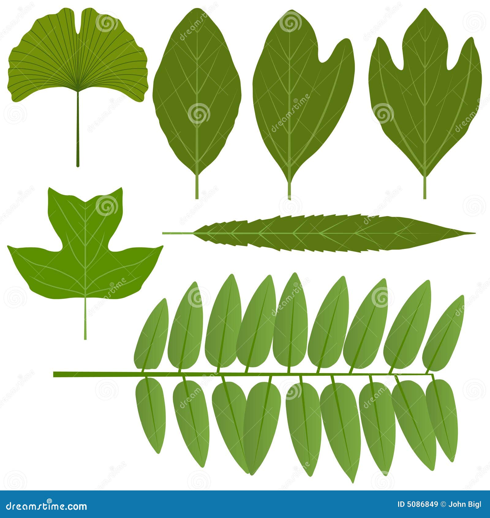 Verschiedene Blätter Lizenzfreie Stockbilder - Bild: 5086849