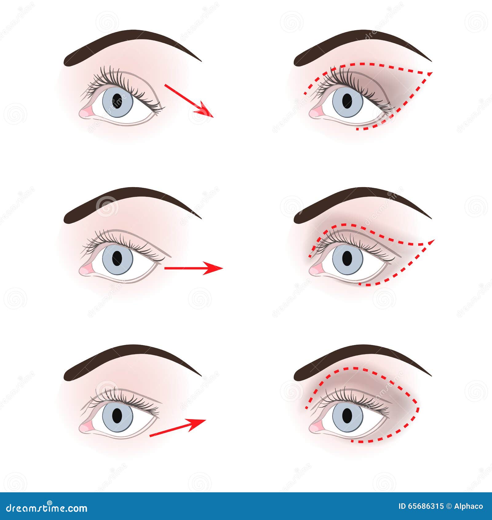 Verschiedene Formen Von Augenlidern Vektor Abbildung - Illustration von ...