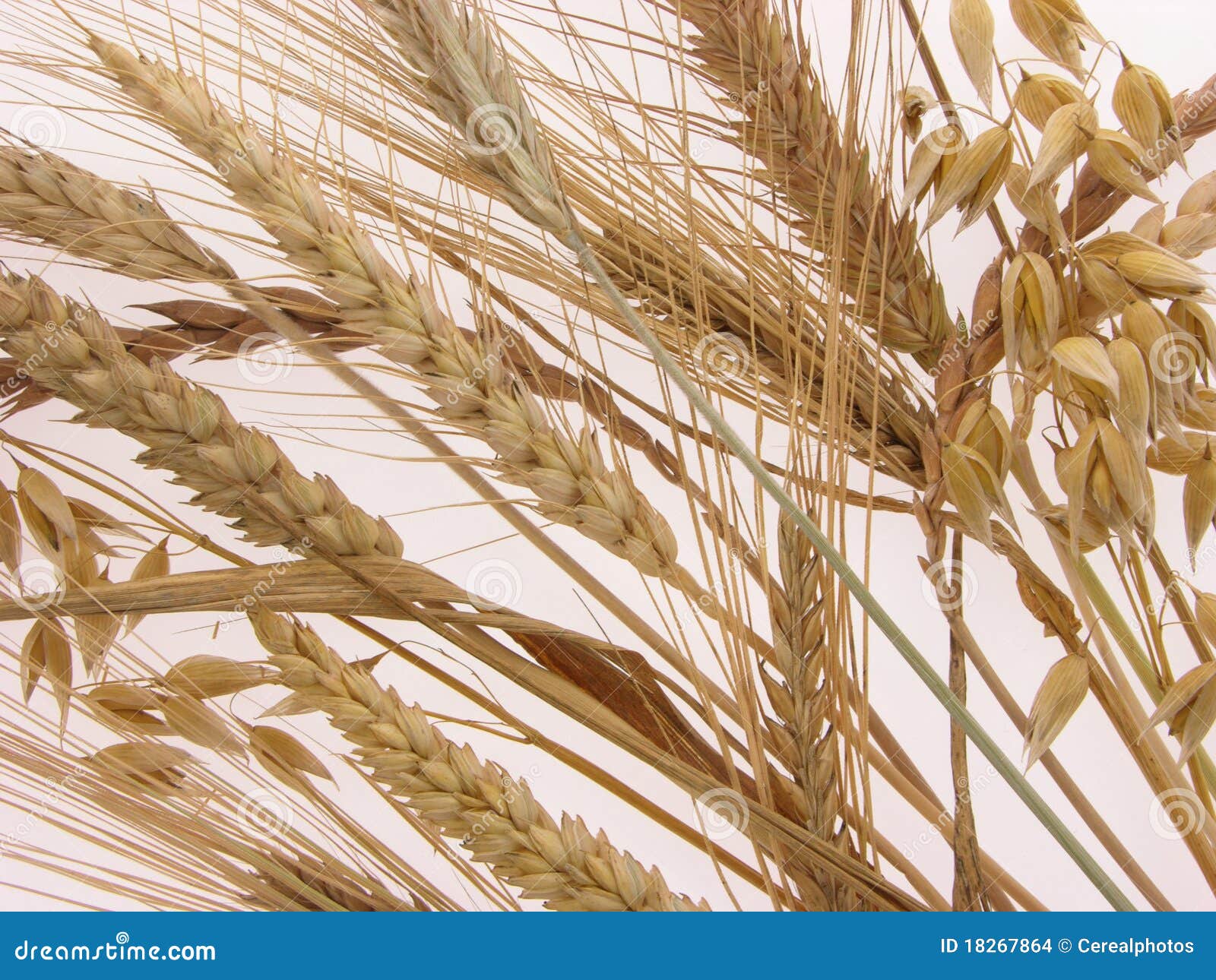 Verschiedene Getreidearten stockfoto. Bild von weizen - 18267864
