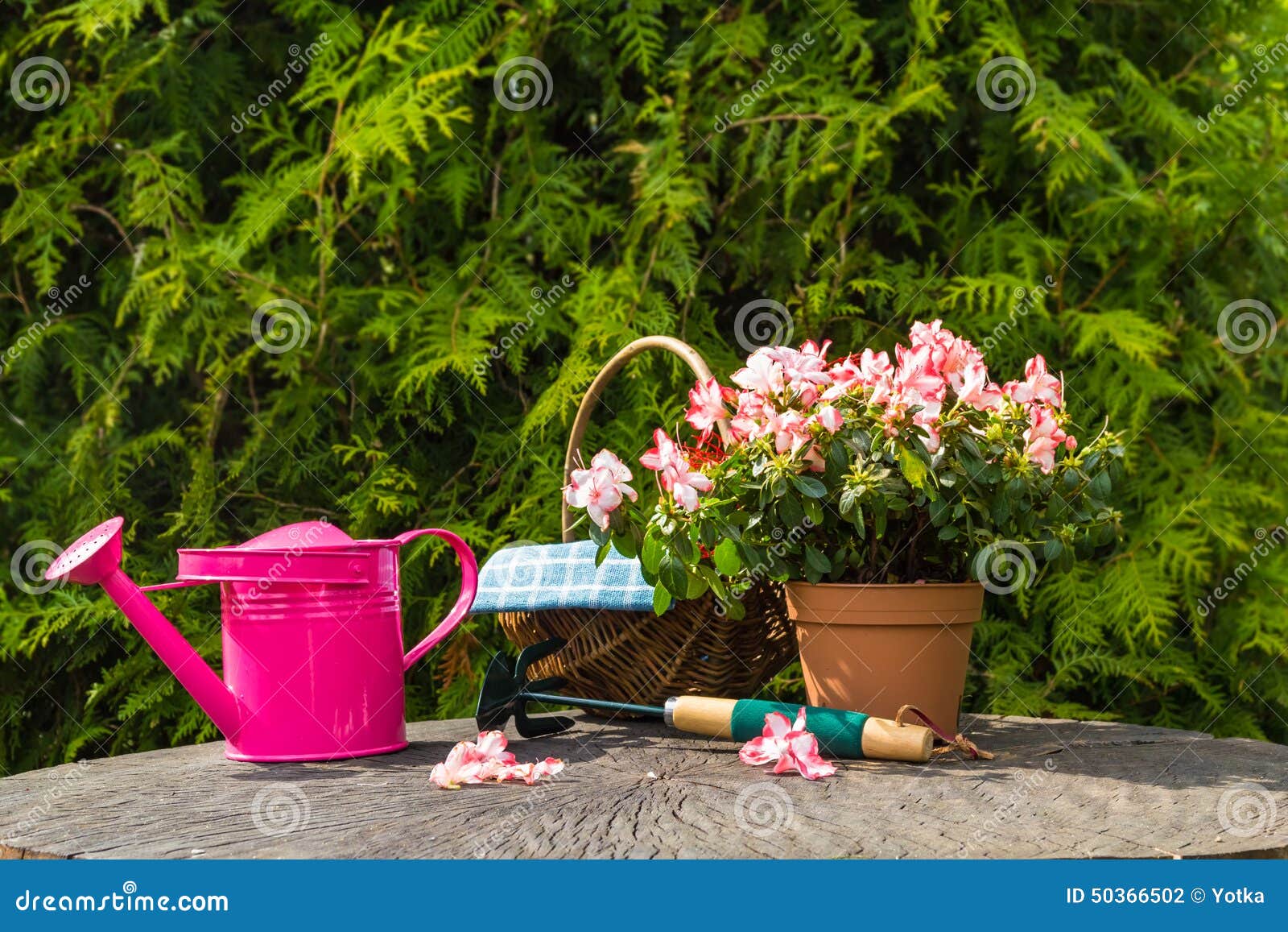 Verschillende De Lentetuin Van Hulpmiddeleninstallaties Stock Foto ...