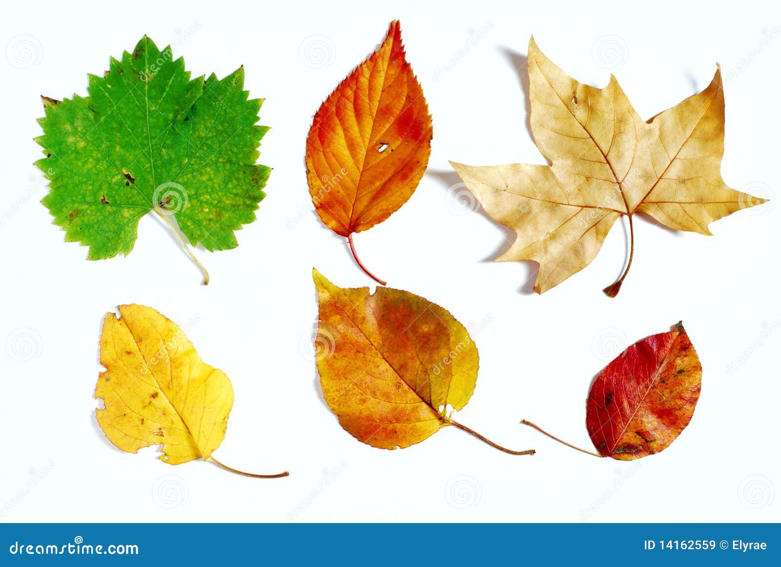 Verschillende Gevormde En Gekleurde Bladeren Stock Afbeelding ...
