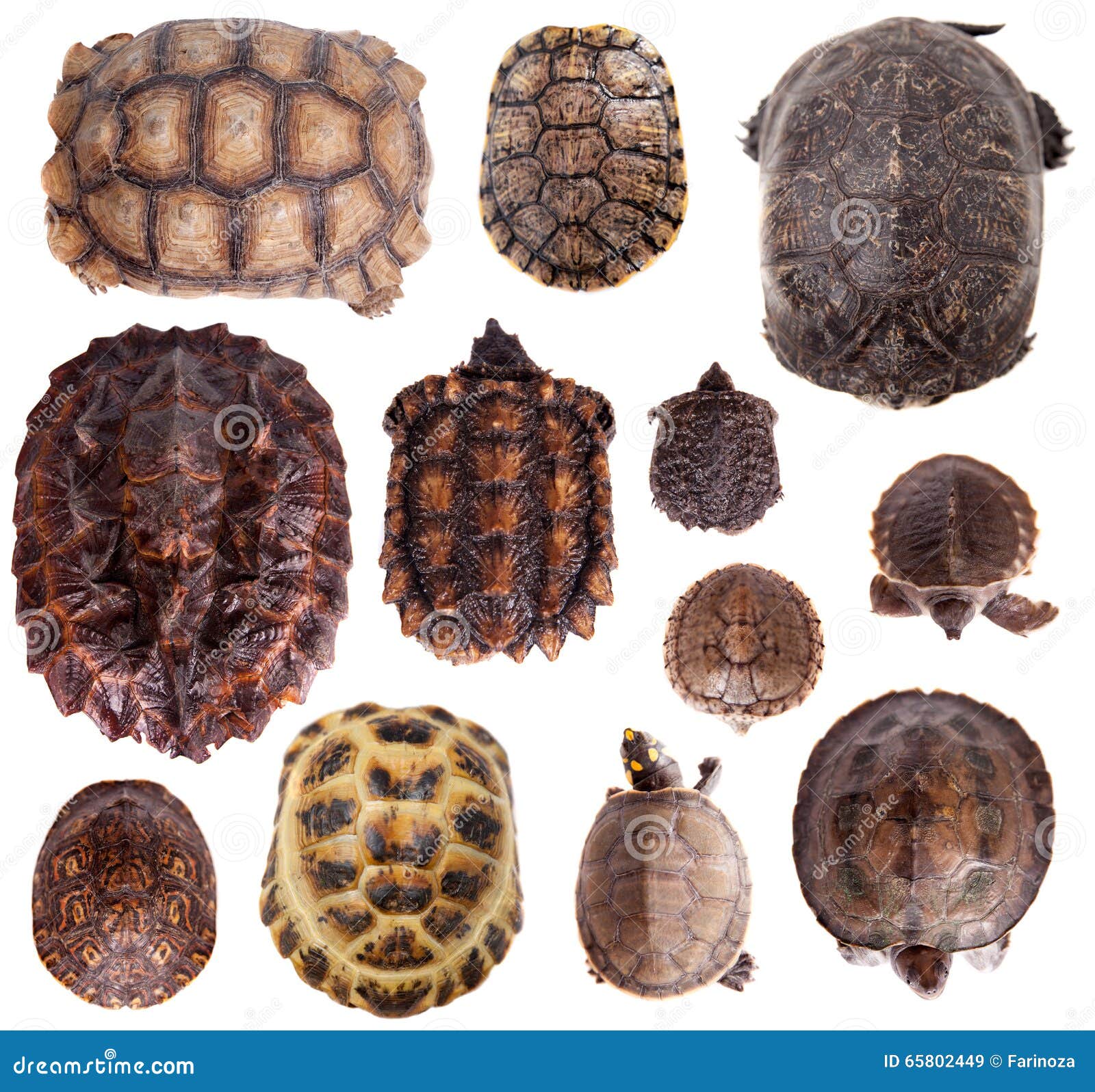 Verschillende Schildpadden Op Wit Stock Afbeelding - Image of groen ...