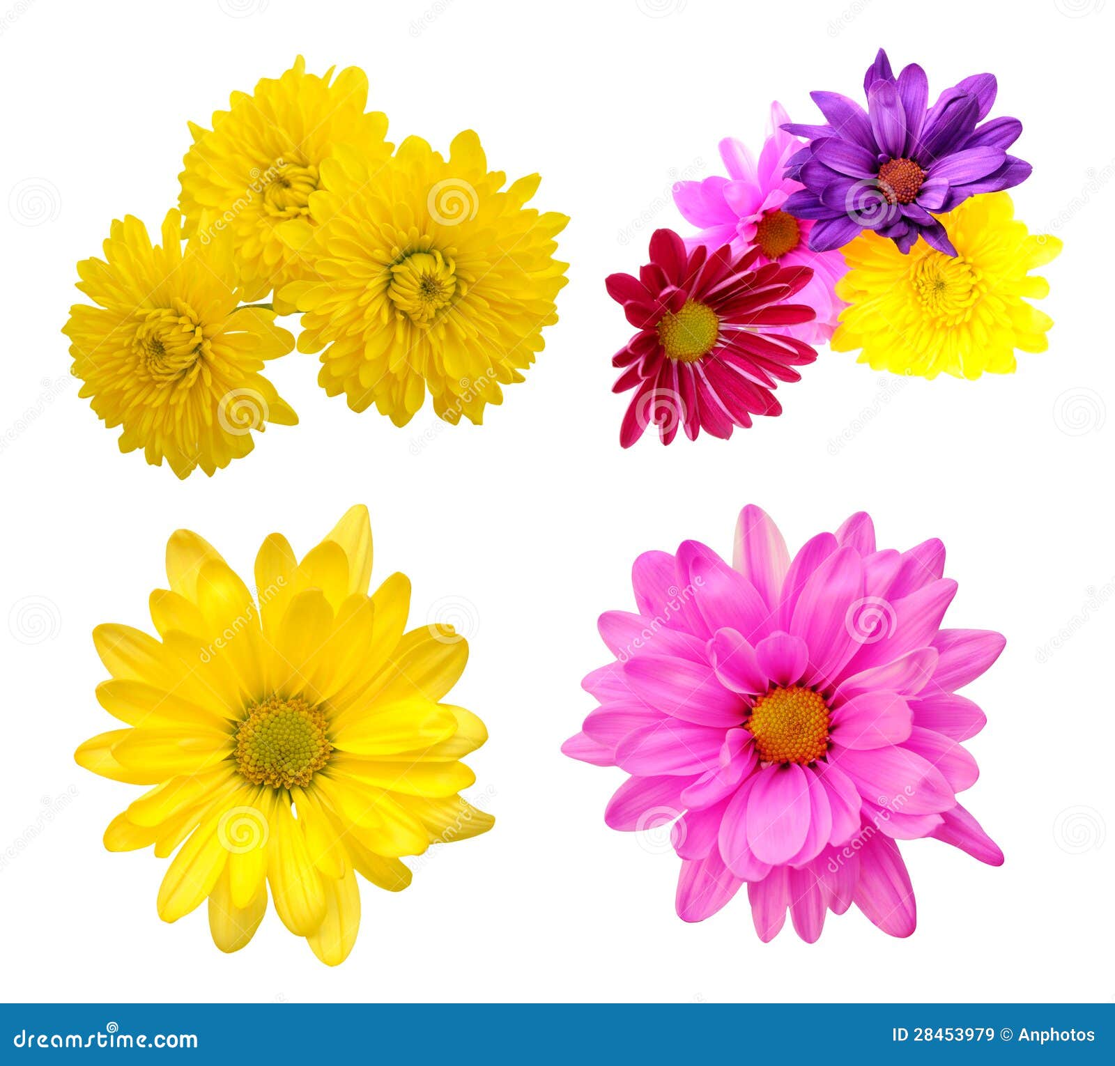Verschillende Soorten Bloemen Stock Afbeelding - Image of madeliefje ...