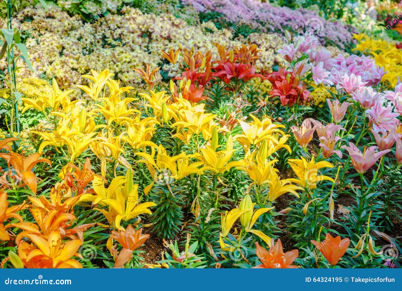 Verschillende Soorten Bloemen Stock Afbeelding - Image of licht, park ...