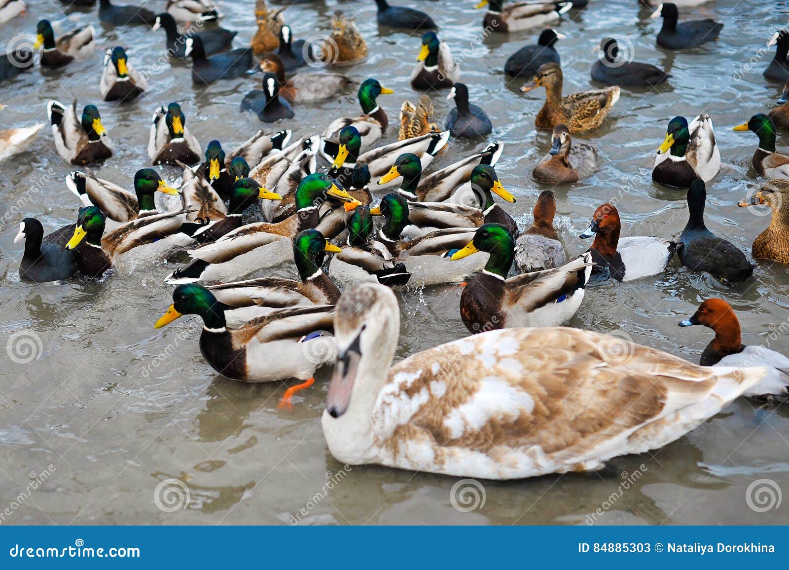 Verschillende Soorten Eenden Op Het Strand Stock Afbeelding - Image of ...