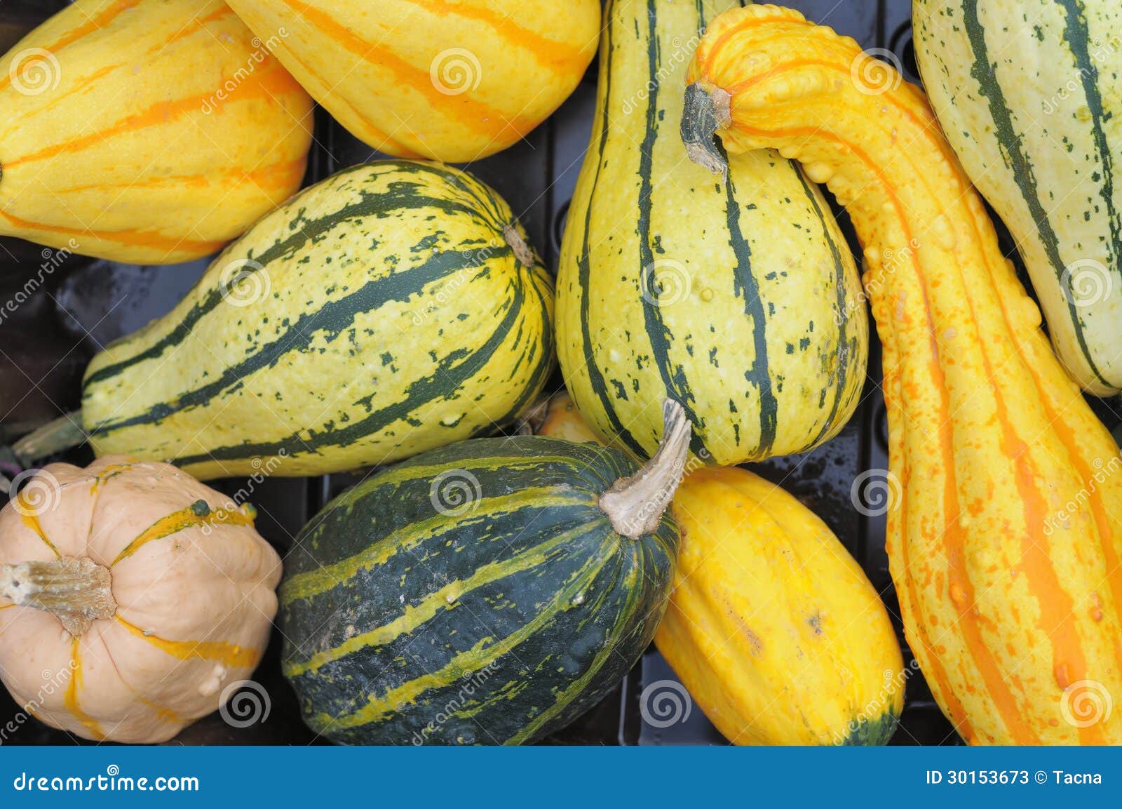 Verschillende Soorten Kleine Pompoenen Stock Afbeelding - Image of ...