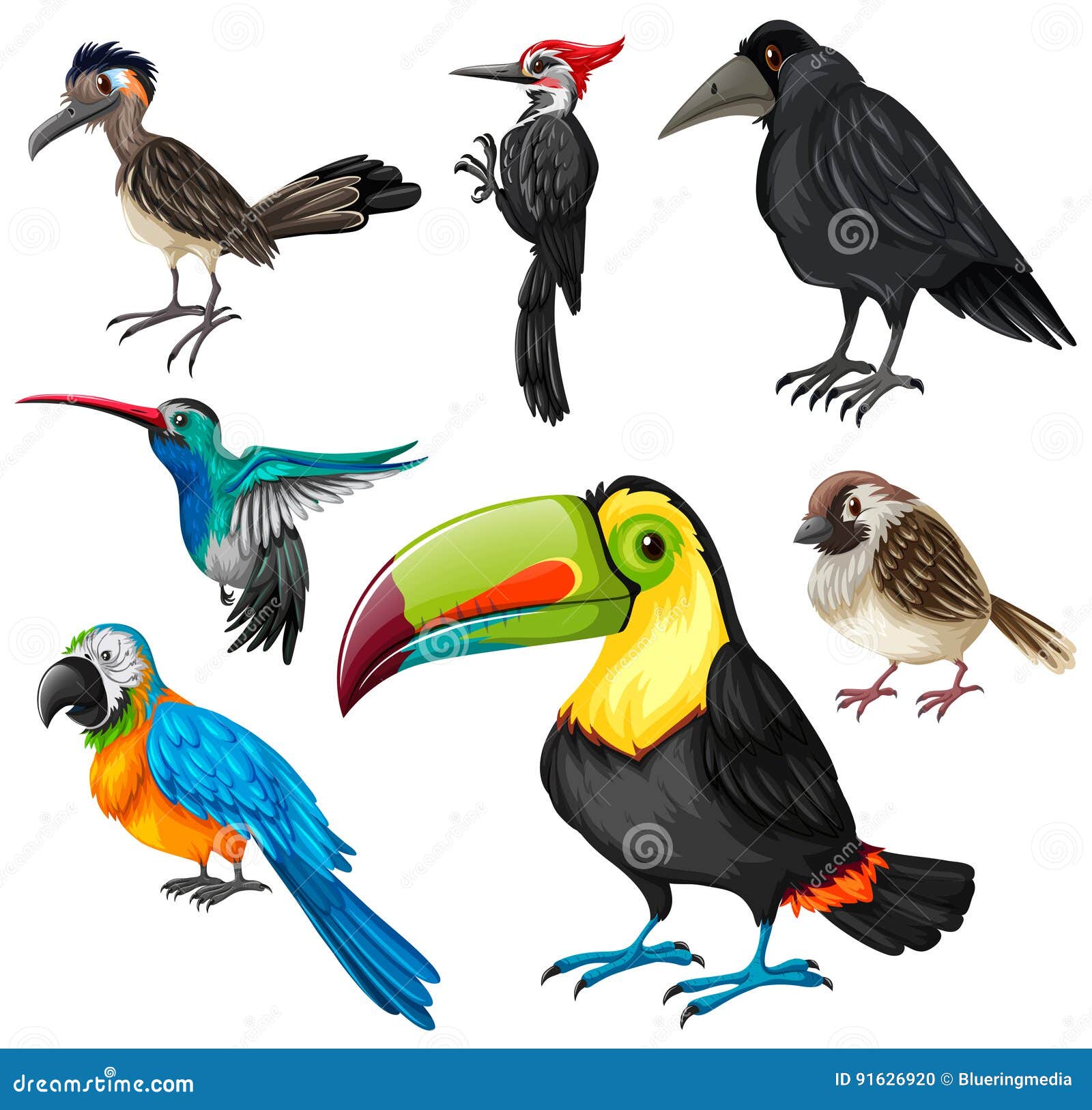 Verschillende Soorten Wilde Vogels Vector Illustratie - Illustration of ...