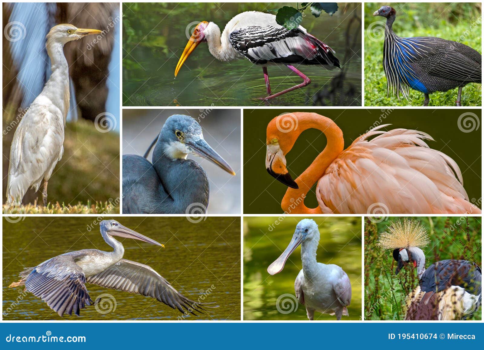 Verschillende Vogelsoorten in Collage Stock Foto - Image of water ...