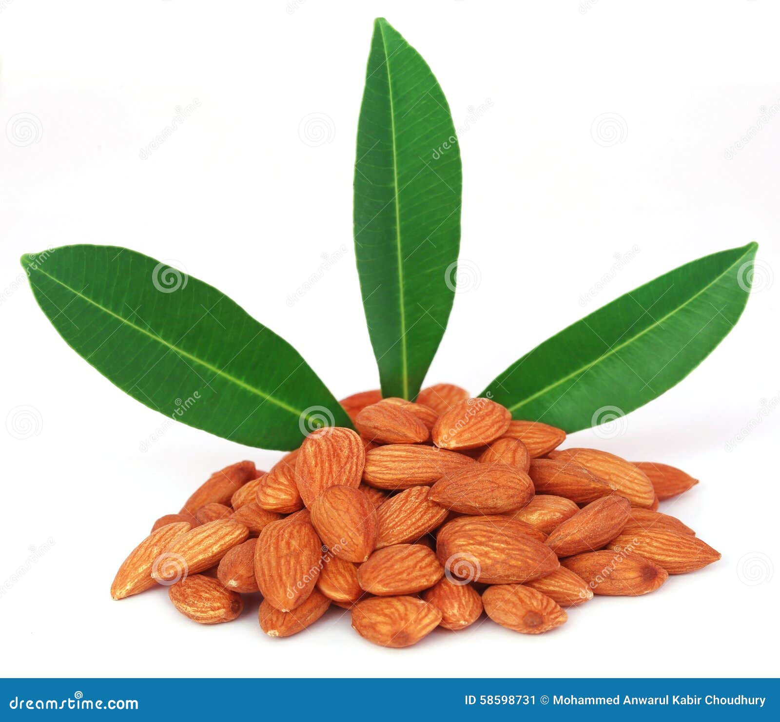 Verse amandelen stock afbeelding. Image of vegetariër - 58598731