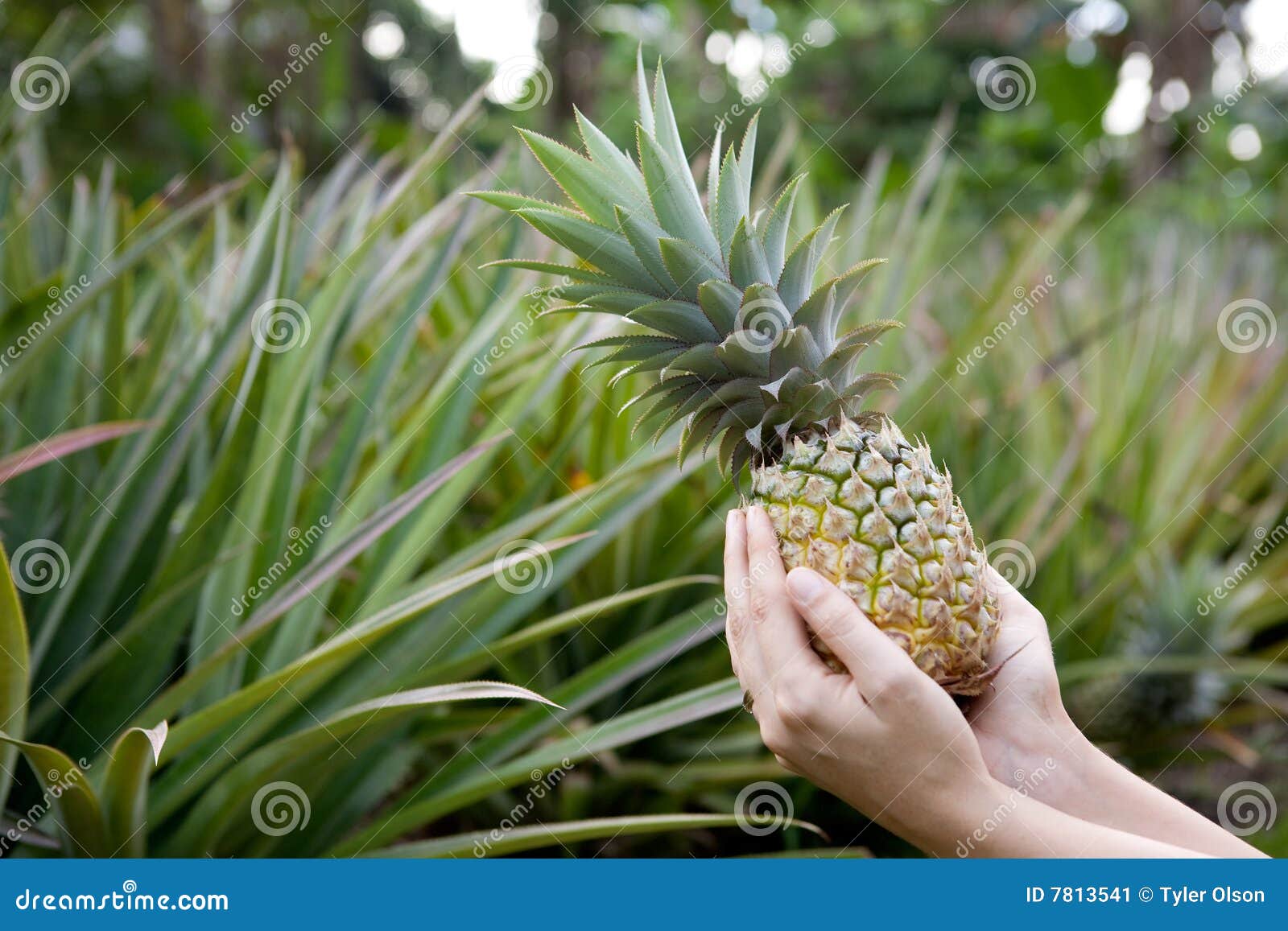 Verse Ananas stock afbeelding. Image of openlucht, citrusvrucht - 7813541