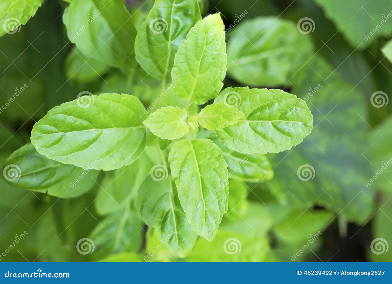 Verse Basilicum En Bloesem in De Aanplanting Stock Foto - Image of ...