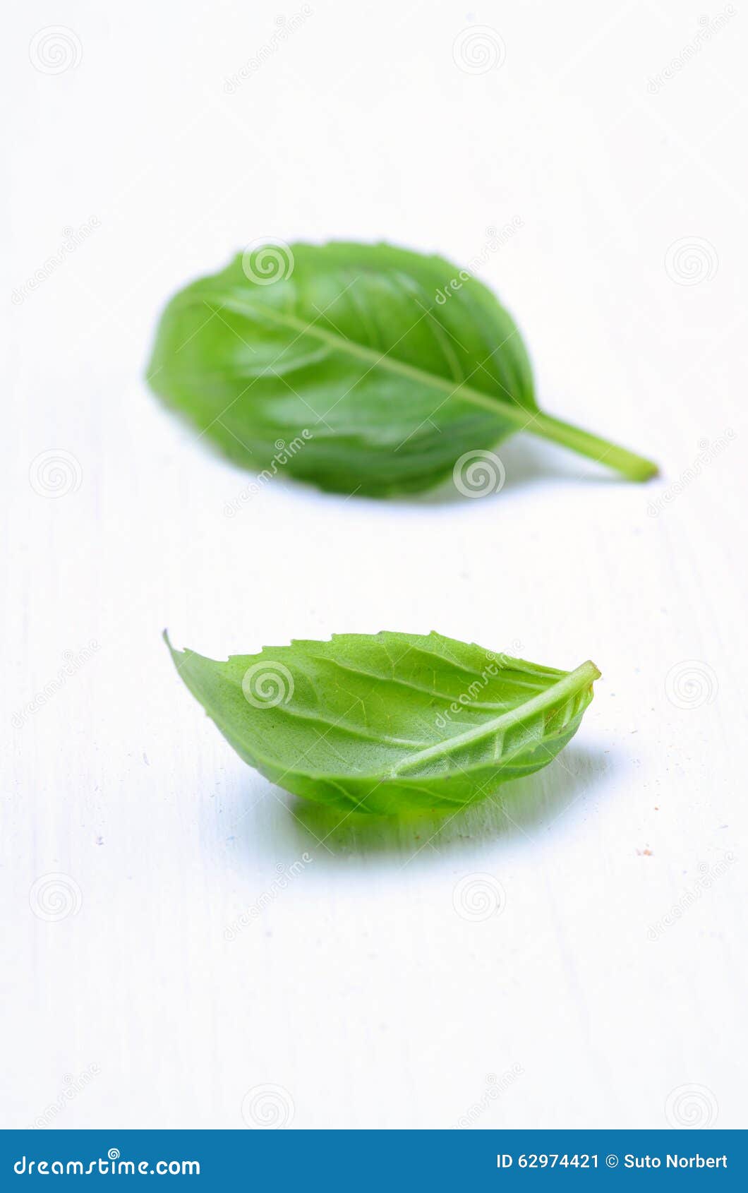 Verse basilicumbladeren stock afbeelding. Image of kruidig - 62974421