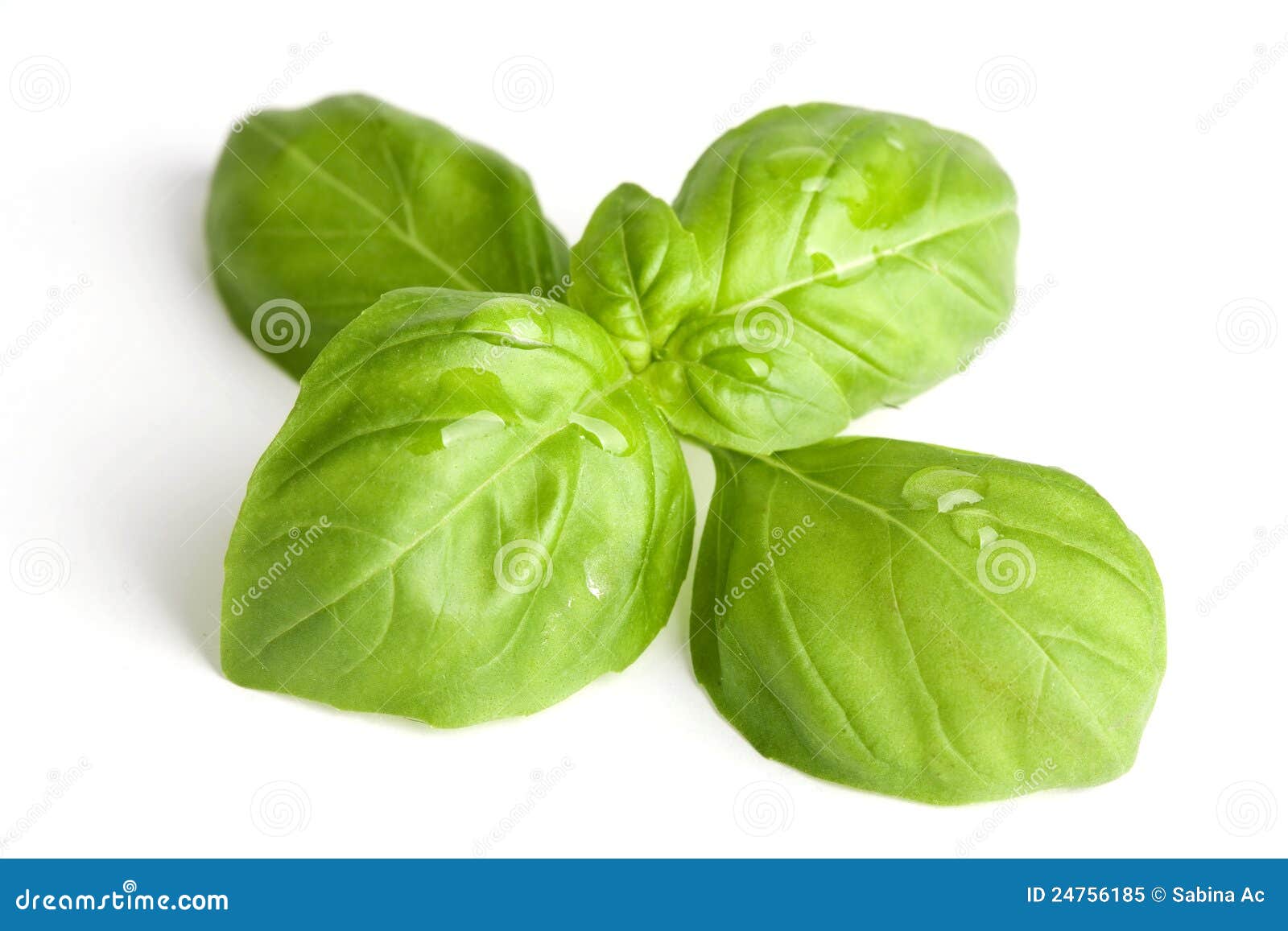 Verse Basilicumbladeren Met Waterdalingen Stock Afbeelding - Image of ...