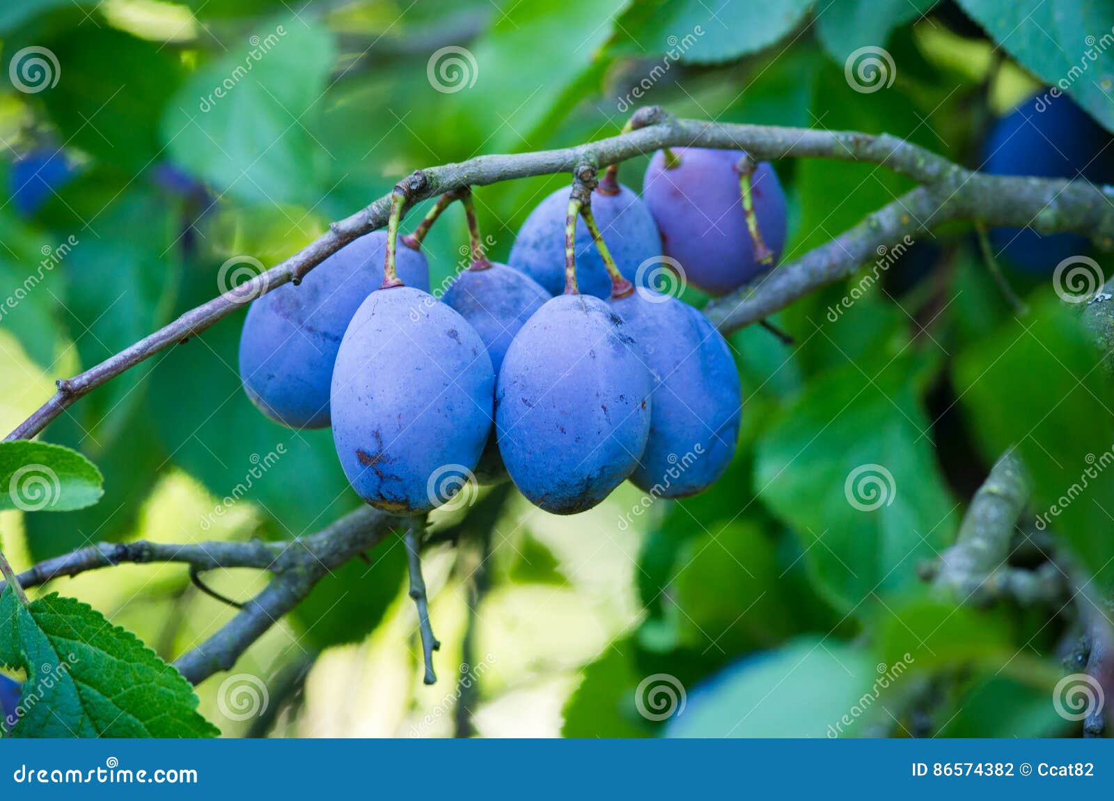 Verse blauwe pruimen stock foto. Image of snoep, boomgaard - 86574382